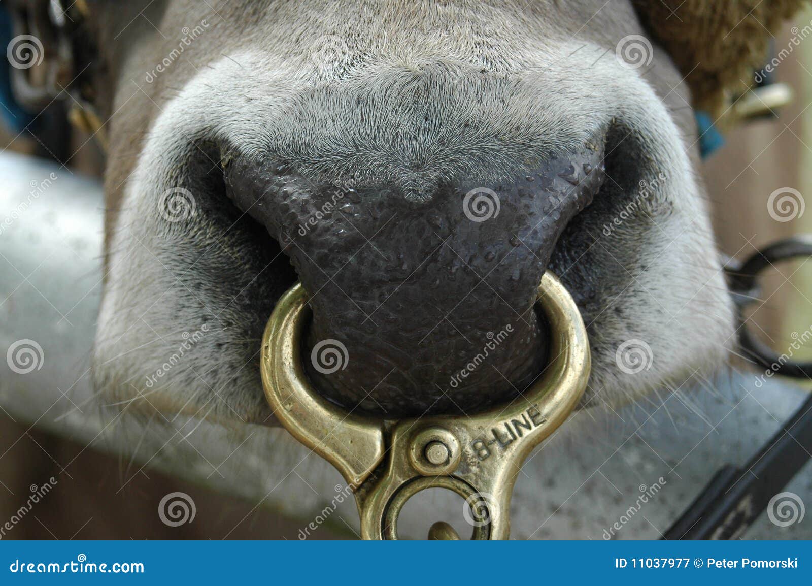 De Ring van de neus stock afbeelding. Image of bont, controle - 11037977