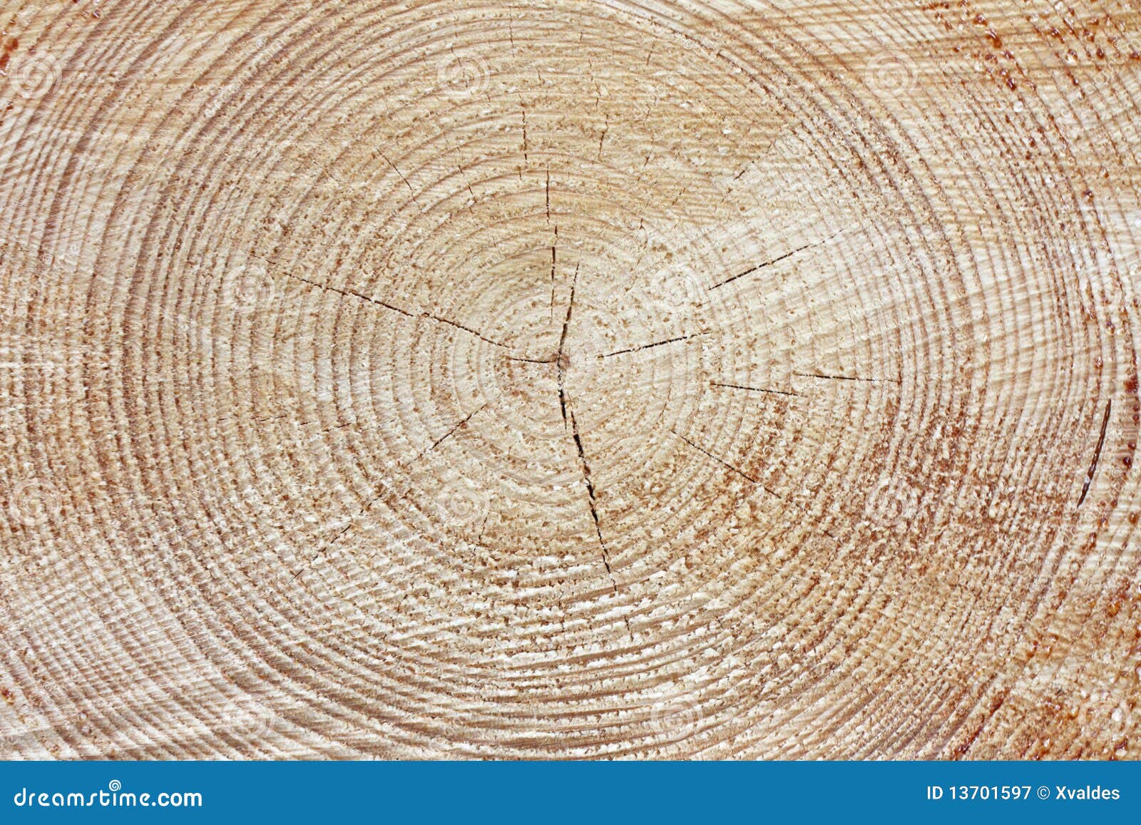 De ringen van de boom stock afbeelding. Image of boomstam - 13701597