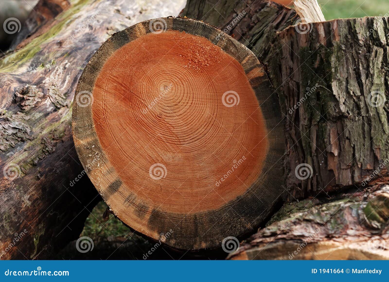 De ringen van de boom stock foto. Image of logboeken, timmerhout - 1941664