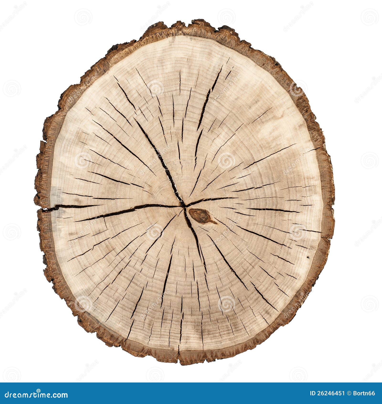 De ringen van de boom stock afbeelding. Image of samenvatting - 26246451