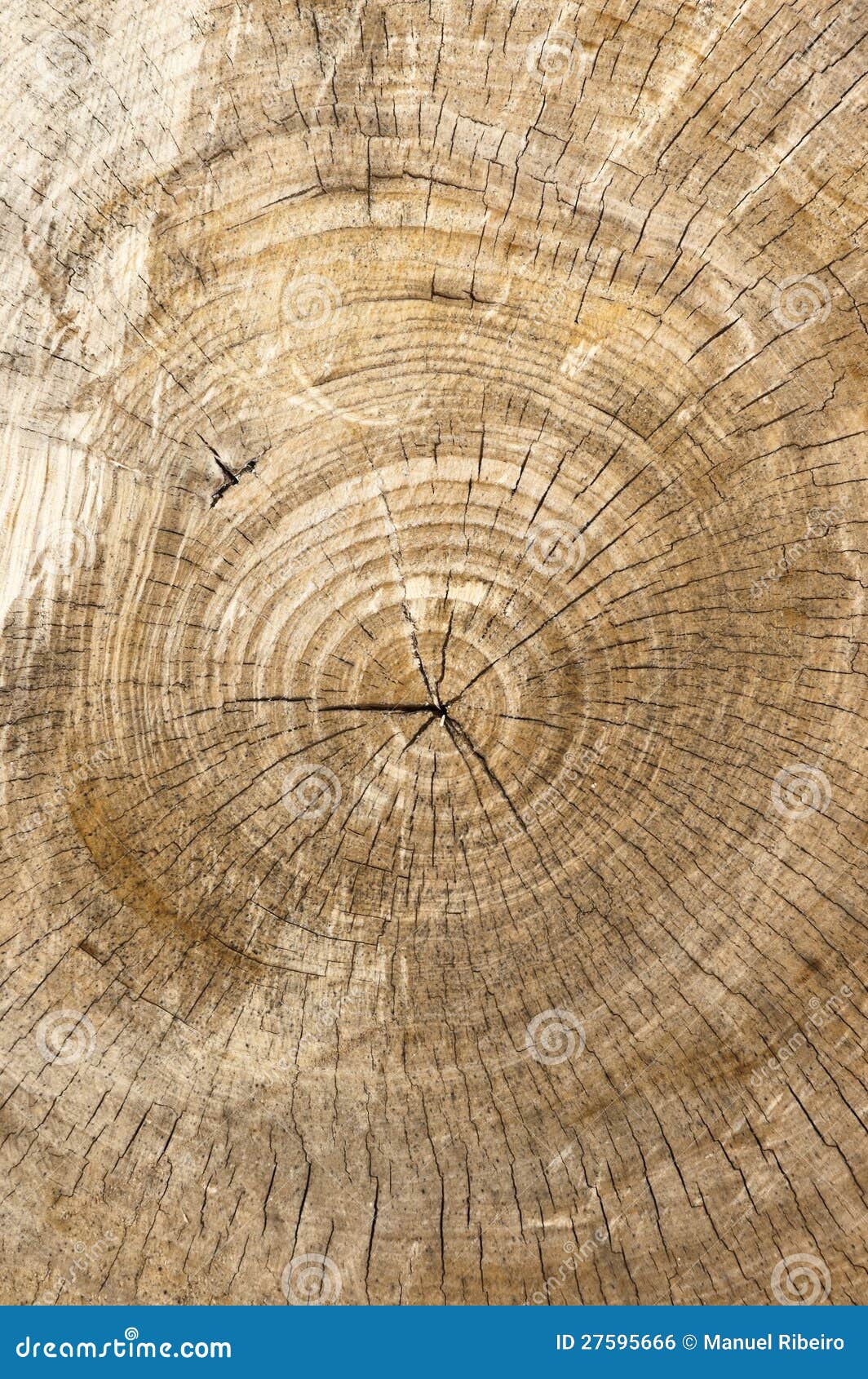 De ringen van de boom stock foto. Image of oppervlakte - 27595666