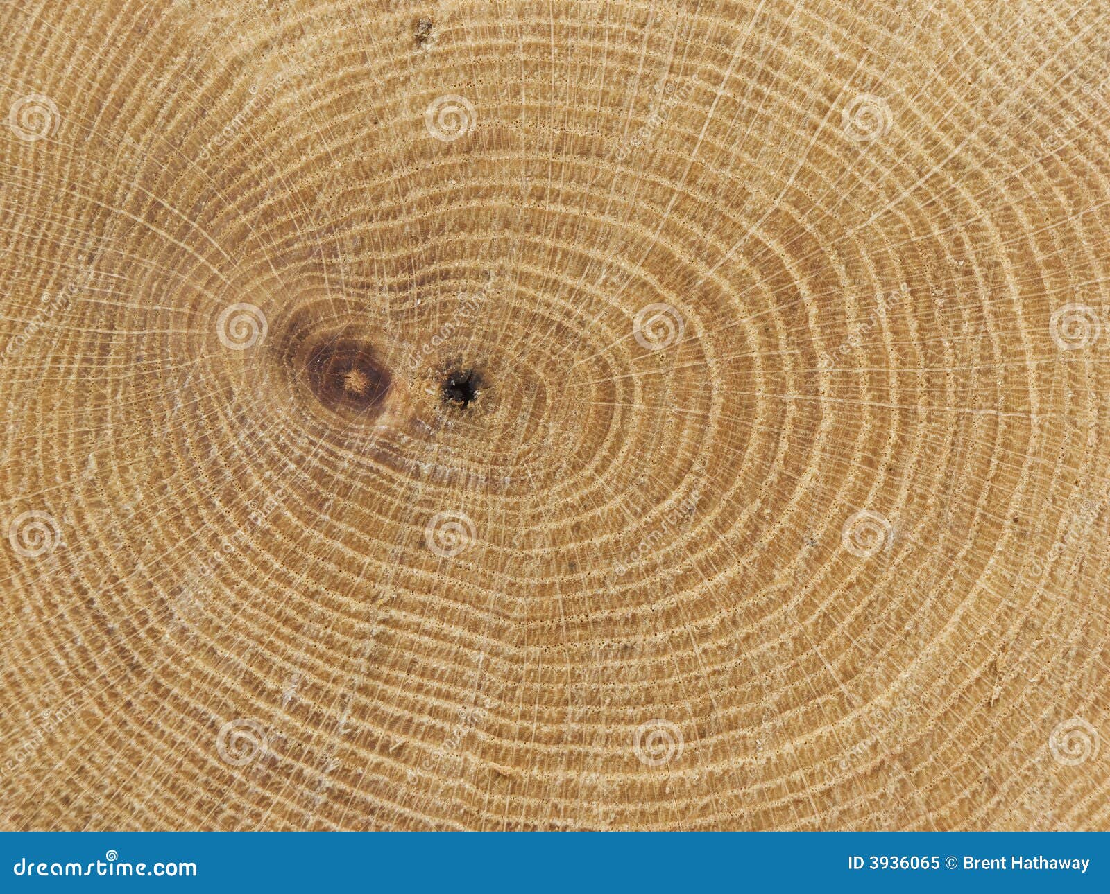 De Ringen van de boom stock afbeelding. Image of logboek - 3936065