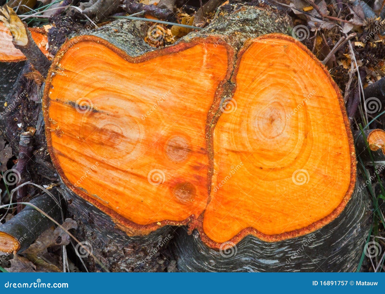 De Ringen Van De Boom in Zwarte Els Stock Afbeelding - Image of boom ...
