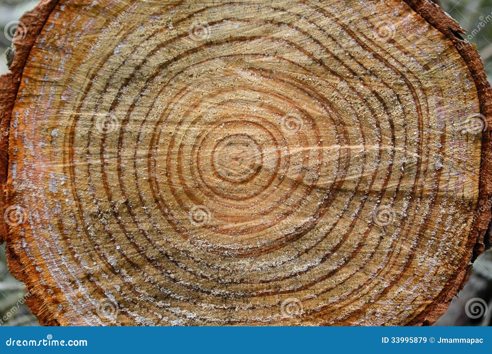 De Ringen Van De Boomboomstam Stock Afbeelding - Image of jaar ...