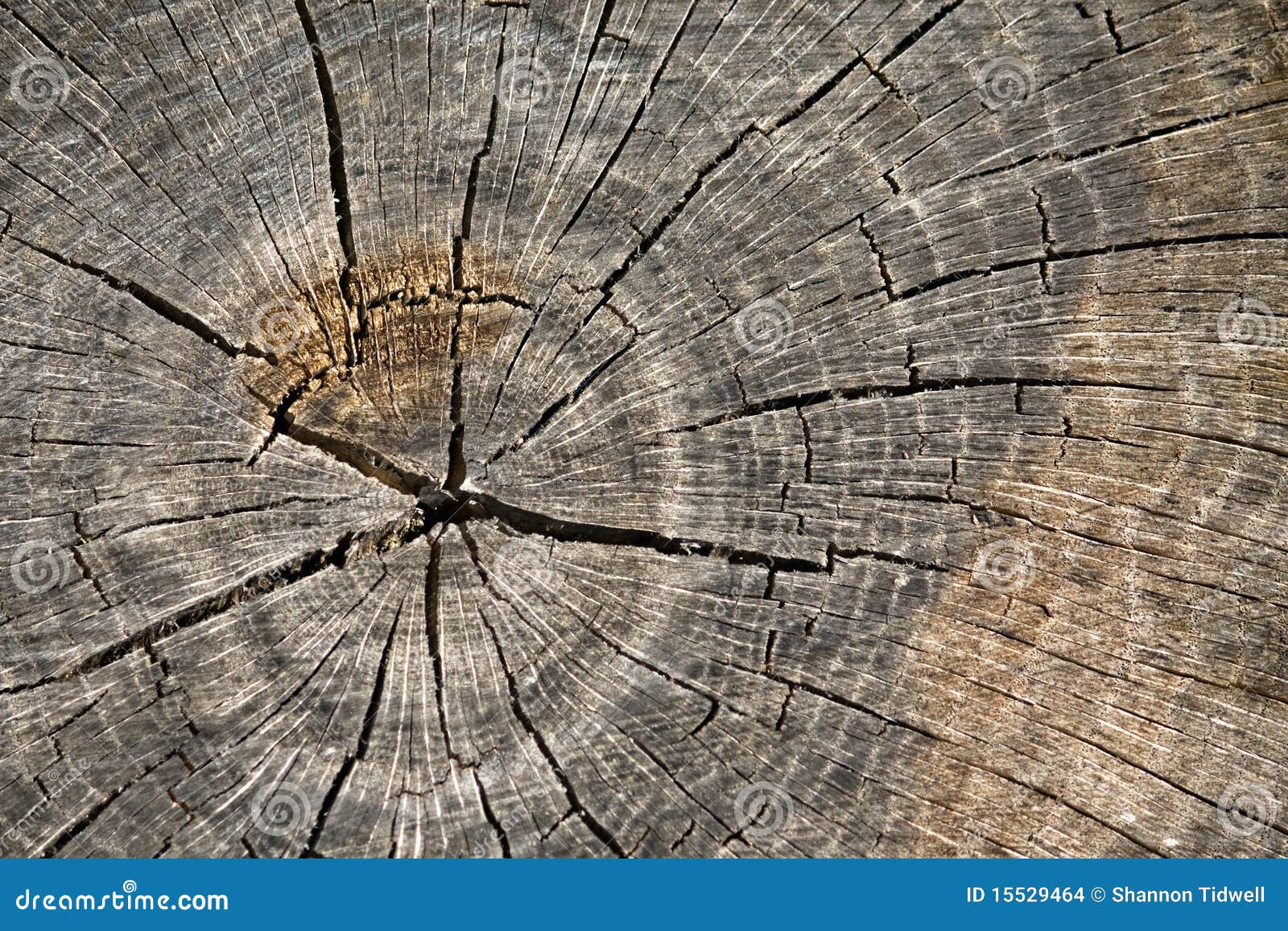 De Rings Geweven Achtergrond Van De Boom Stock Foto - Image of ...