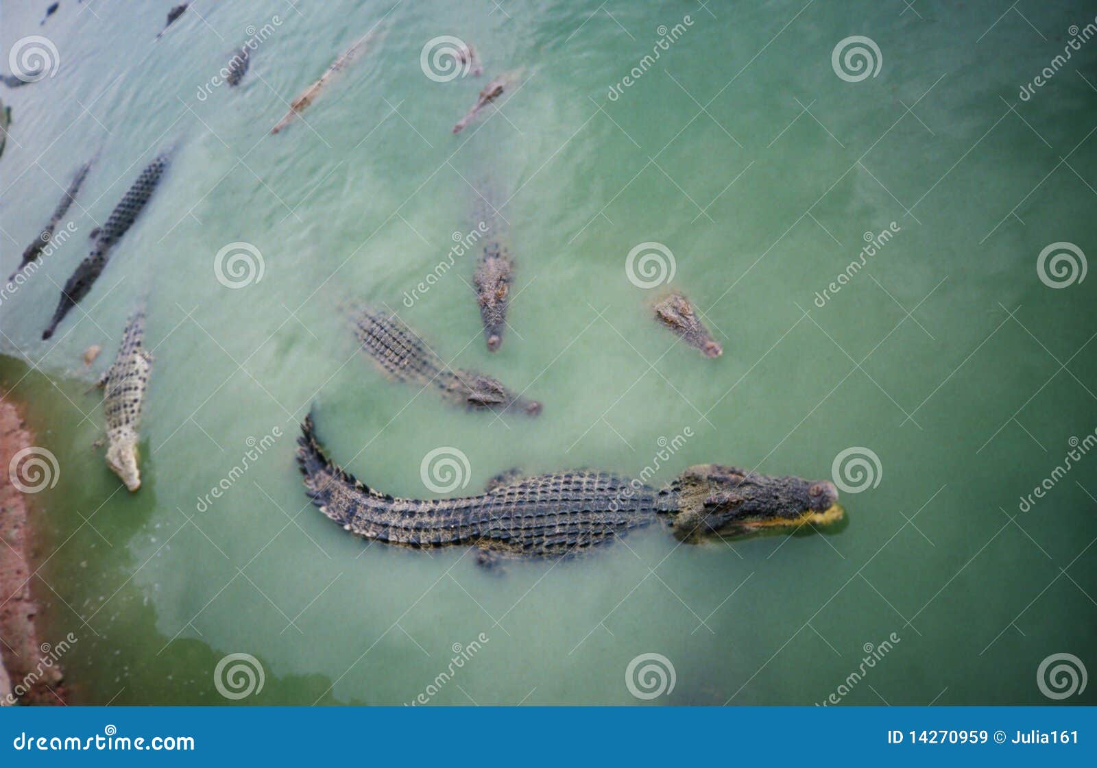 De rivier van de krokodil stock afbeelding. Image of thailand - 14270959