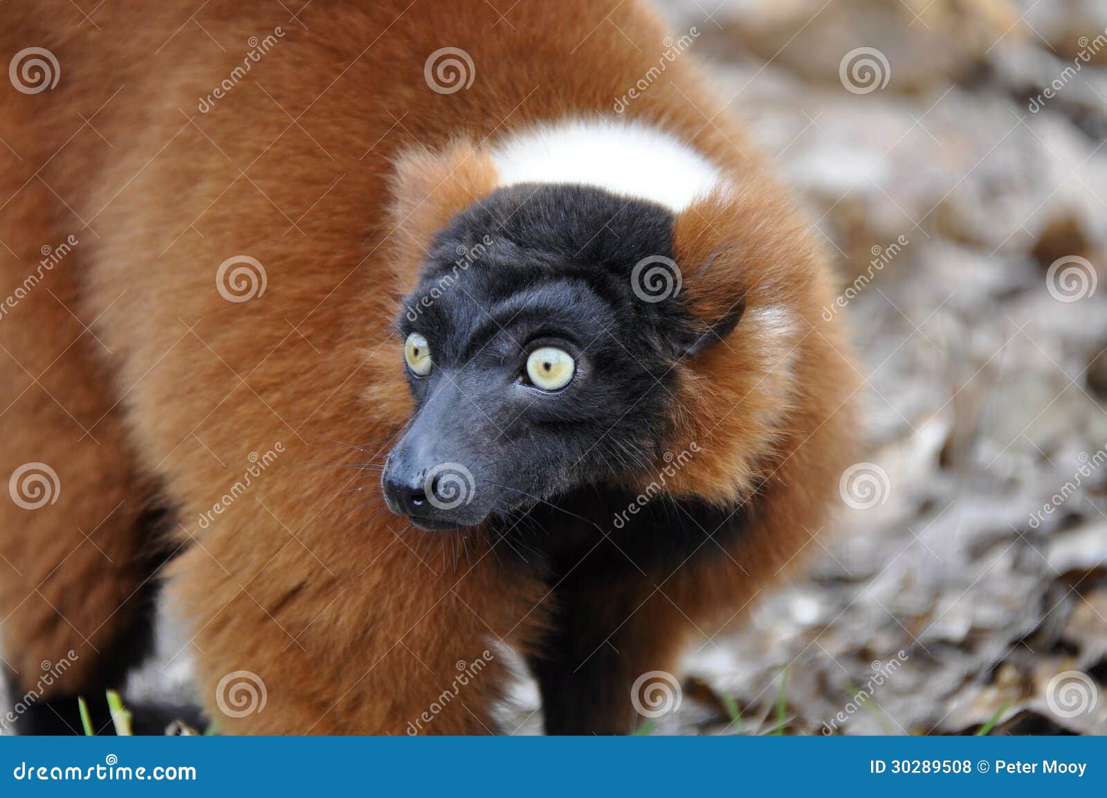Vari van de maki stock foto. Image of dier, bont, ogen - 30289508