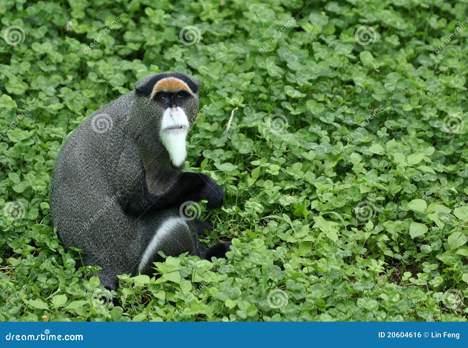 De Rode Aap Van De Bedrag Lange Staart Stock Foto - Image of lang ...