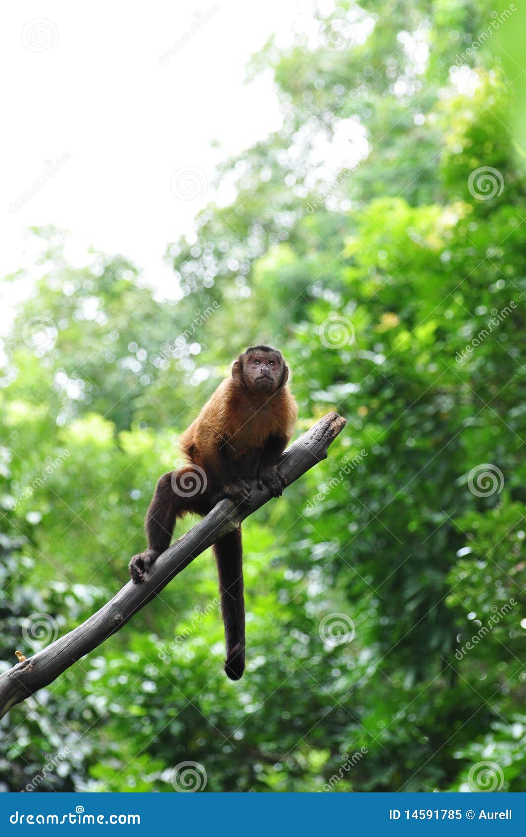 De rode aap van de Huiler stock afbeelding. Image of zoogdieren - 14591785