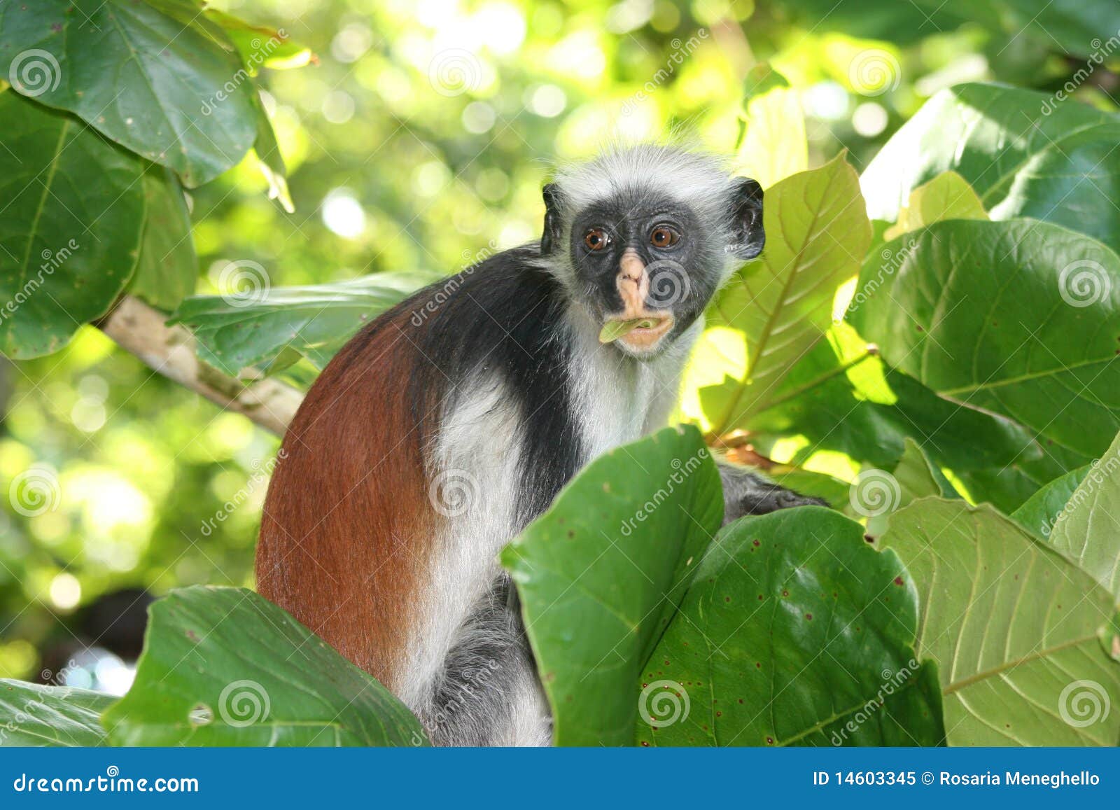 De Rode Aap Van Het Eiland Van Afrika, Zanzibar Stock Afbeelding ...