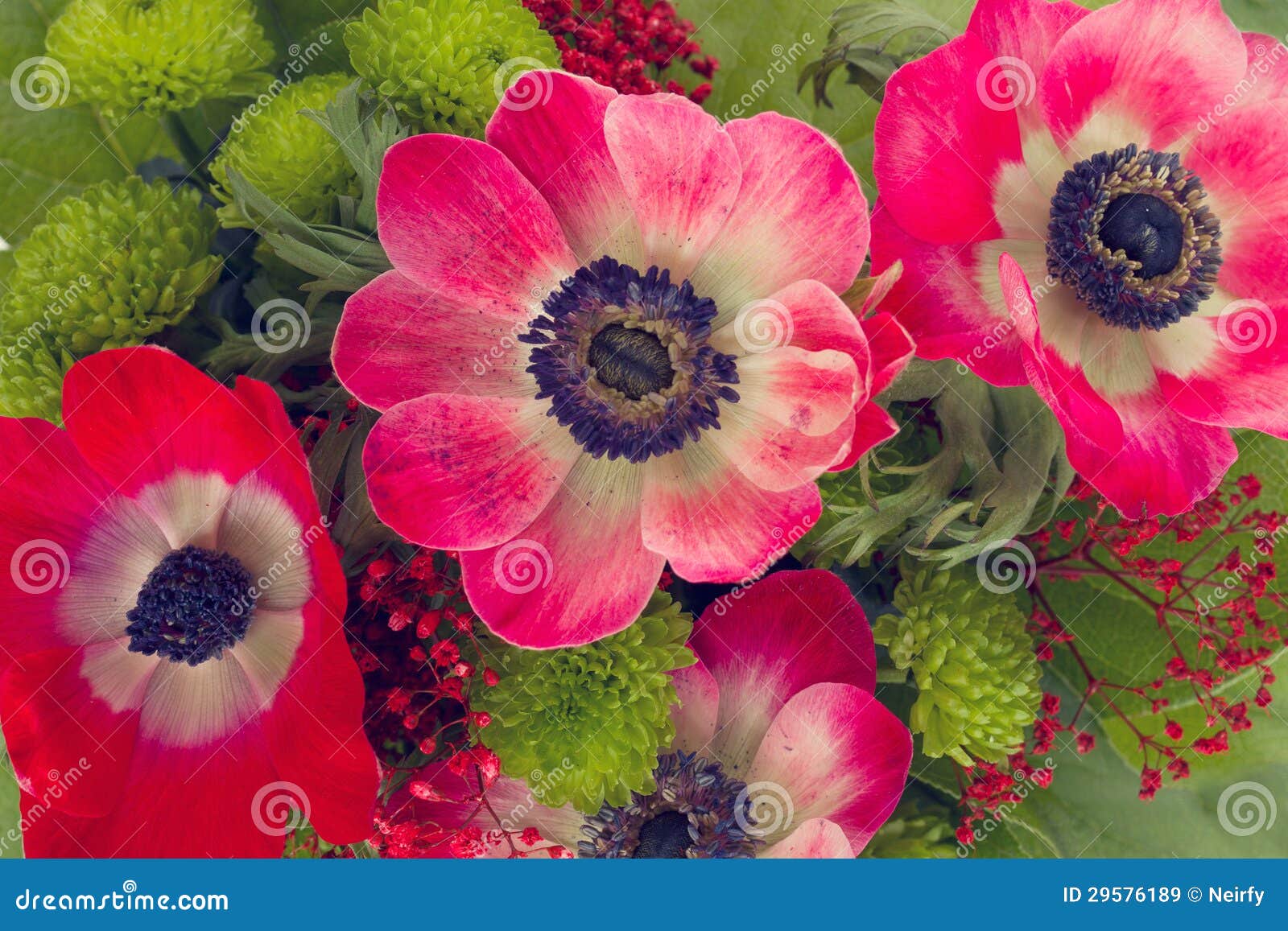 De Rode Anemoon Bloeit Dicht Omhoog Stock Afbeelding - Image of ...