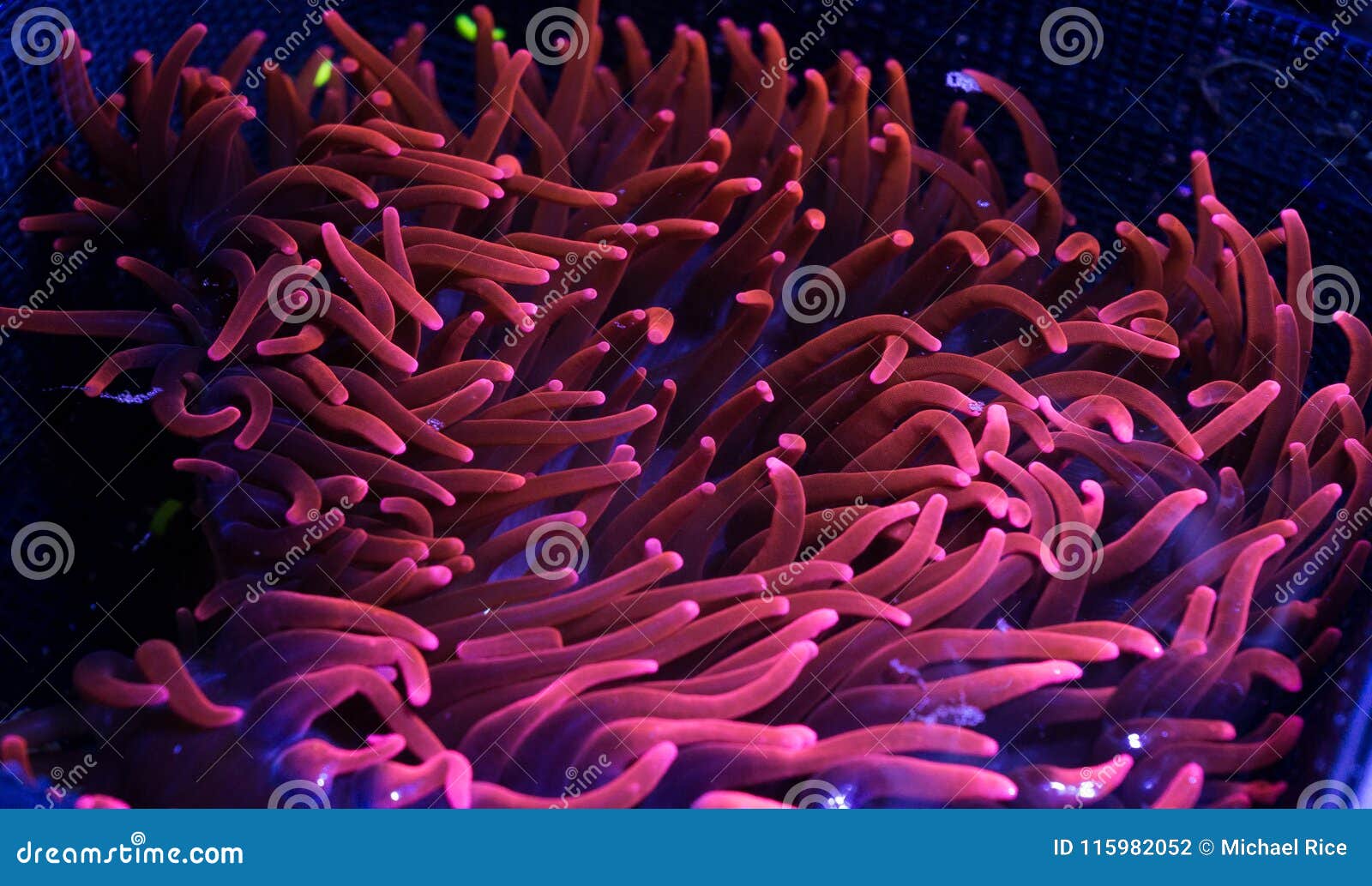 De Rode Anemoon Van Het Bellenuiteinde Stock Foto - Image of onderwater ...