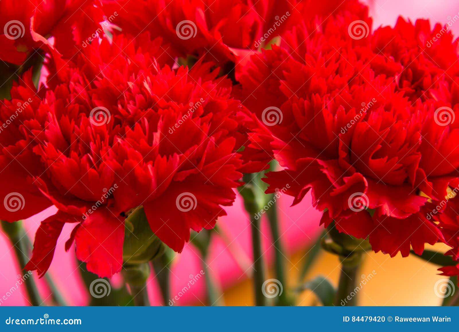 De Rode Anjers Sluiten Omhoog Stock Foto - Image of naughty ...