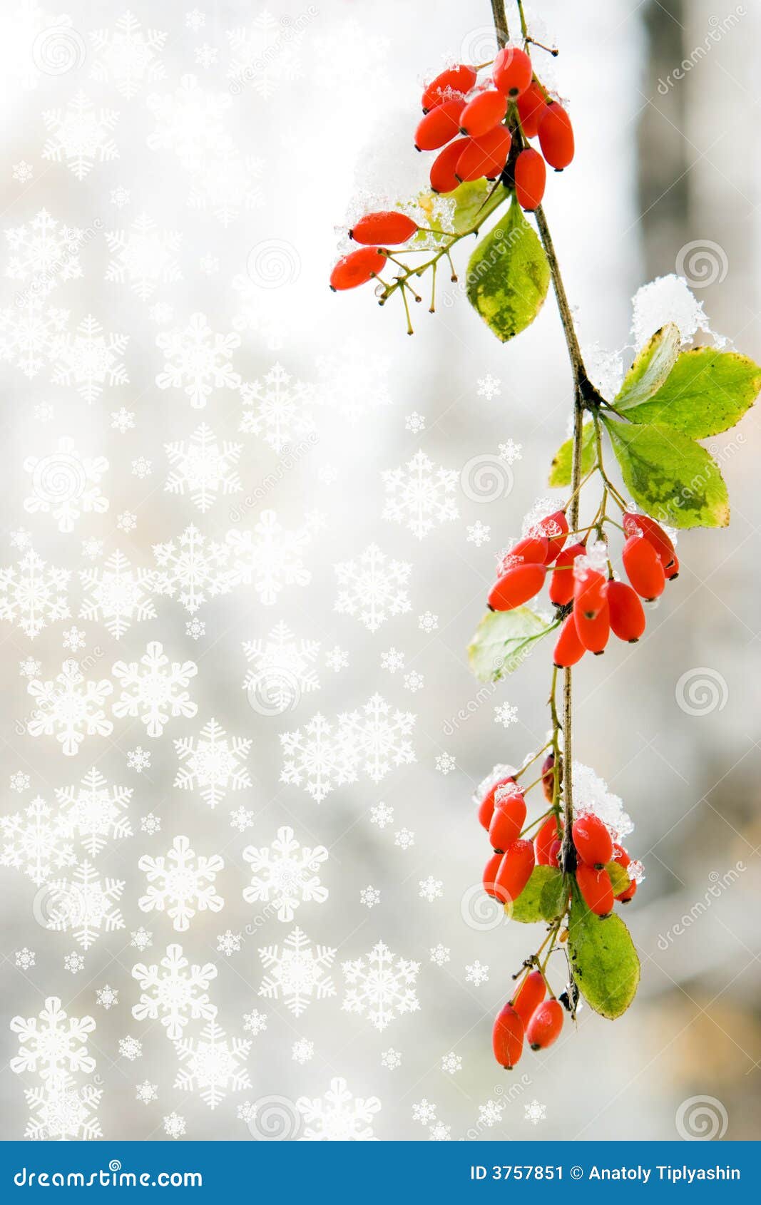 De Rode Bes Van De Tak Met De Bladherfst Stock Afbeelding - Image of ...