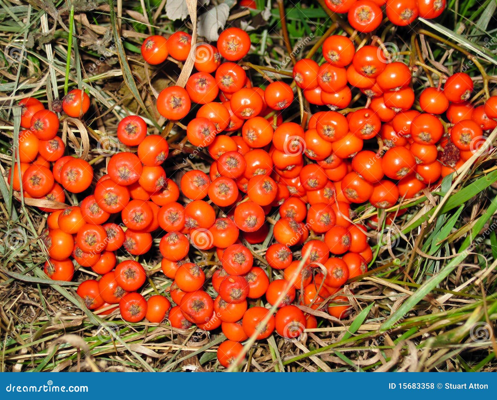 De Rode Bessen Van De Herfst Stock Foto - Image of rood, bessen: 15683358