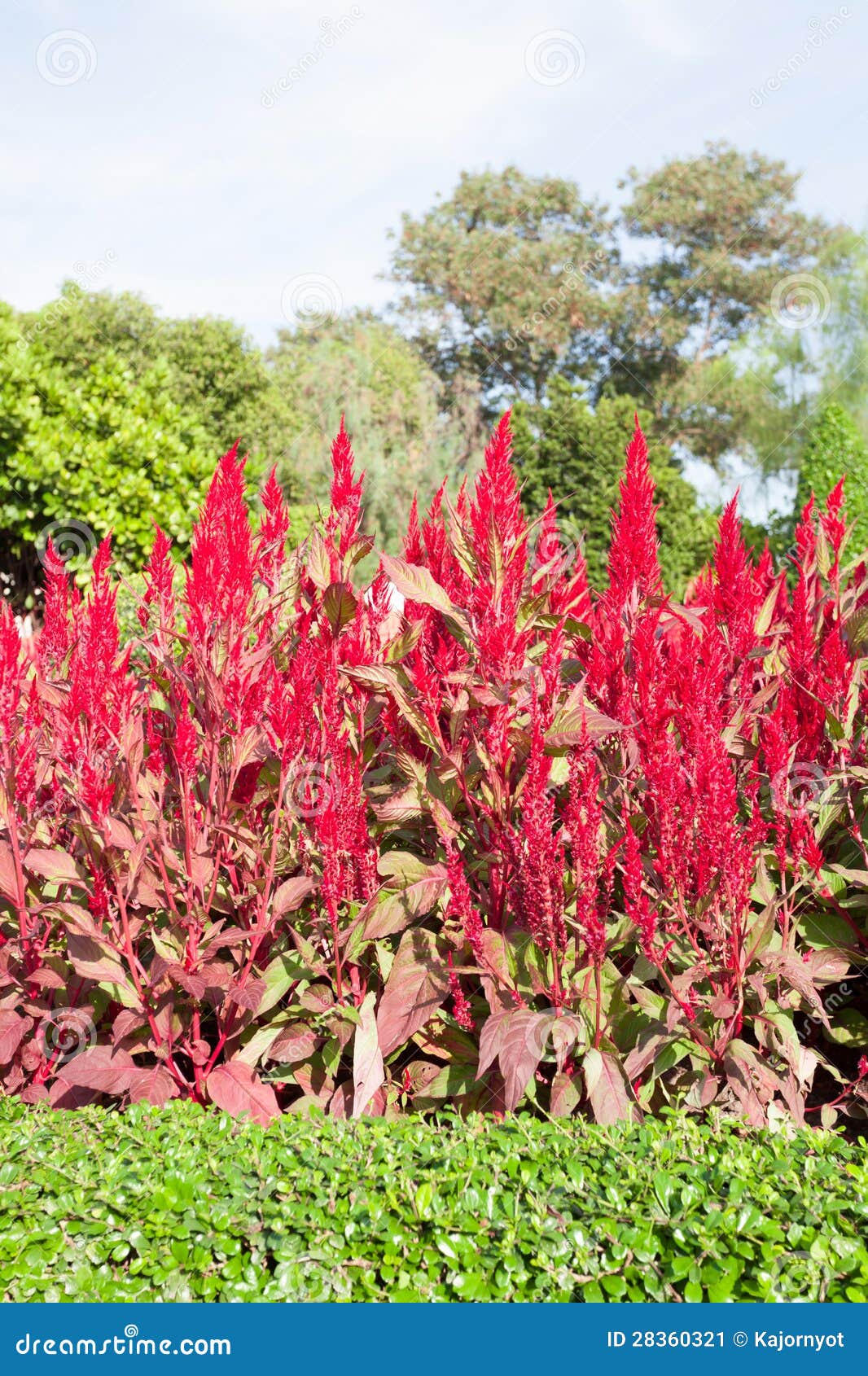 De Rode Bloem Van De Hanekam Stock Afbeelding - Image of magenta ...
