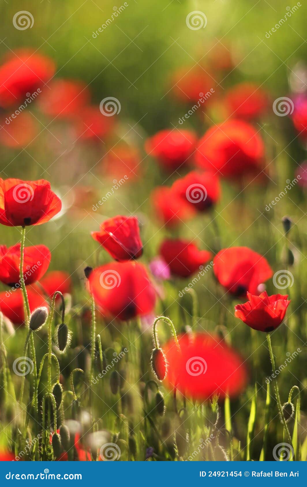 De Rode Bloemen Van De Anemoon Stock Foto - Image of gebied, papaver ...