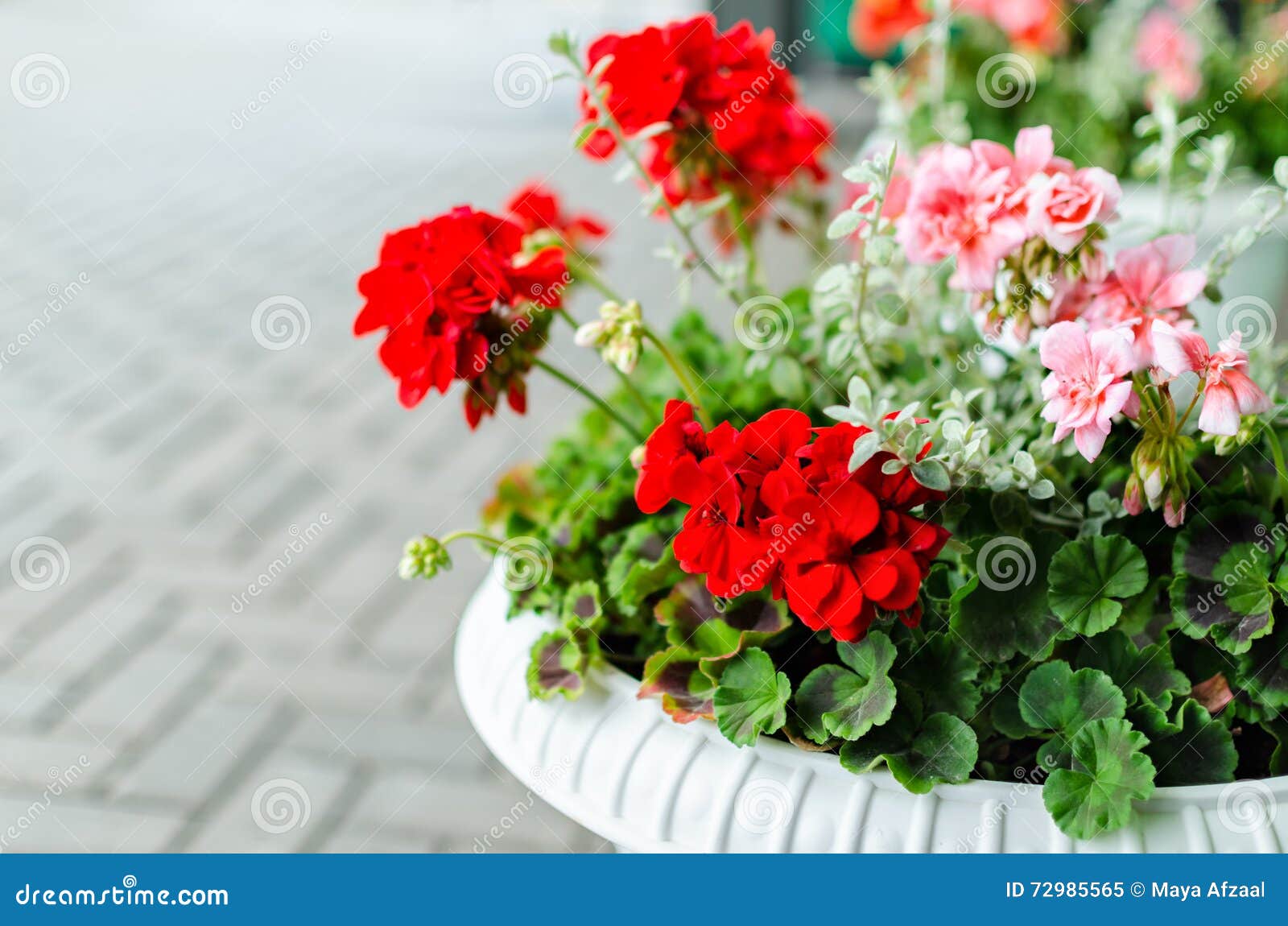 De Rode Bloemen Van De Tuingeranium in Pot Stock Afbeelding - Image of ...