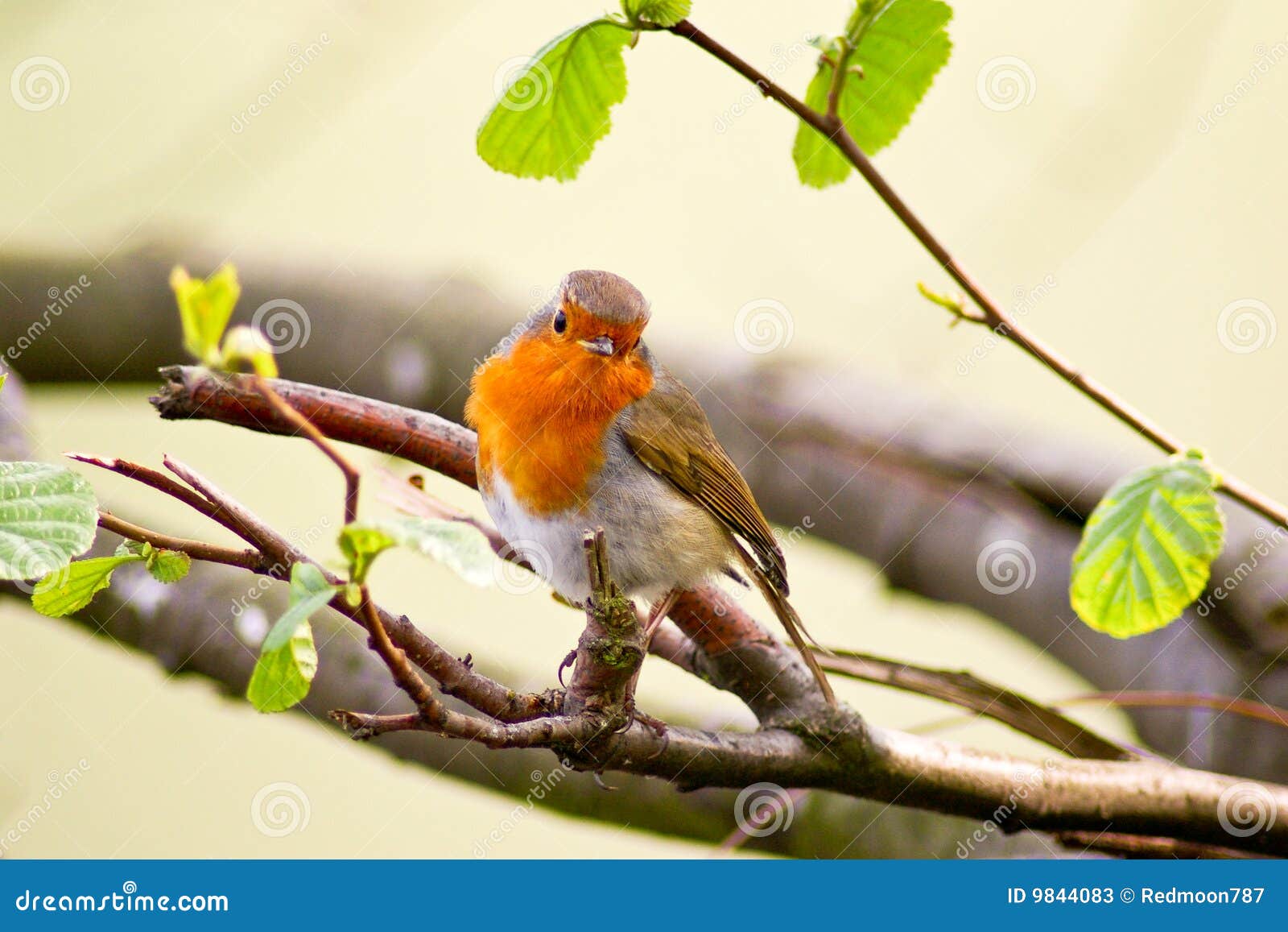 De rode borst van Robin stock afbeelding. Image of kerstmis - 9844083