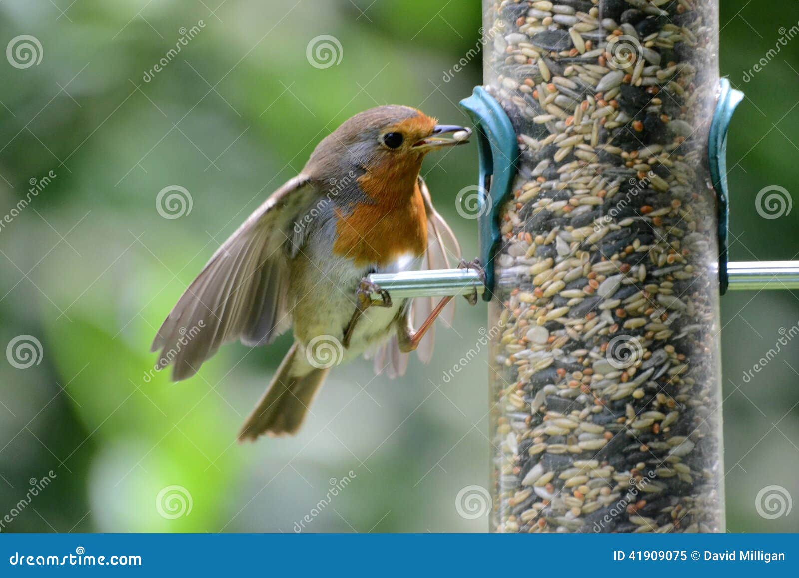 De Rode Borst Van Robin Bij Vogelvoeder Stock Afbeelding - Image of ...