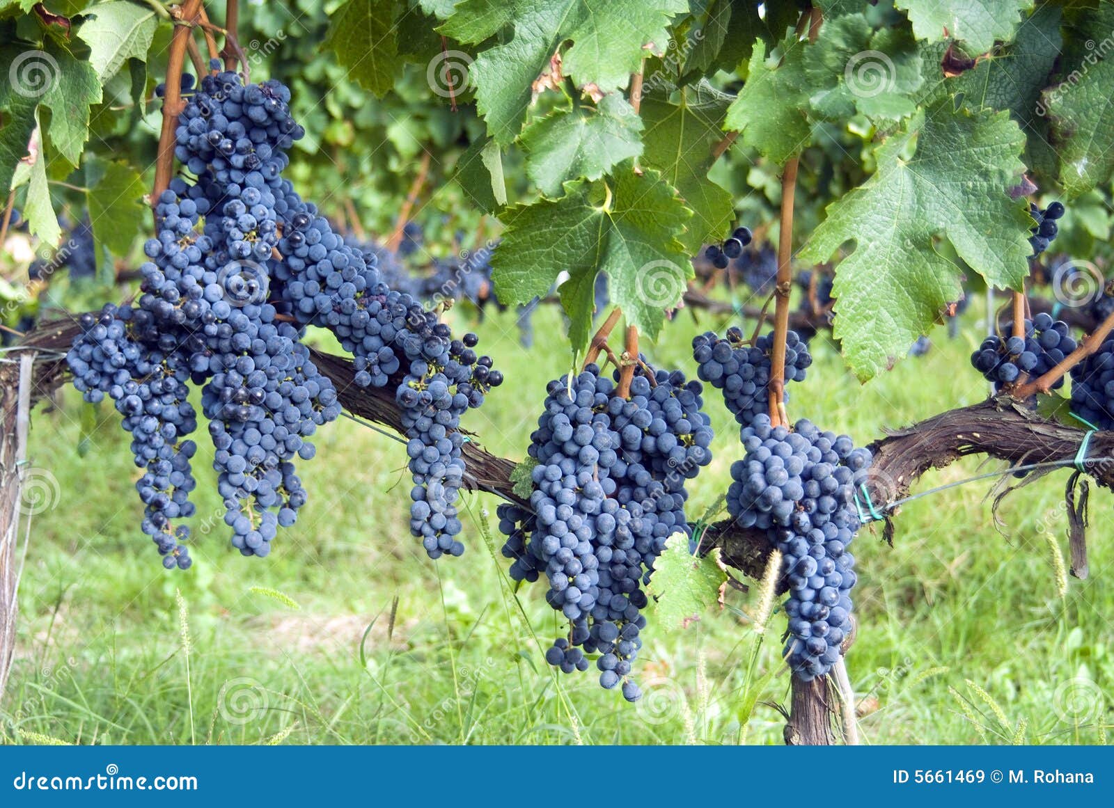 De Rode Druiven Van De Chianti Stock Afbeelding - Image of italië ...