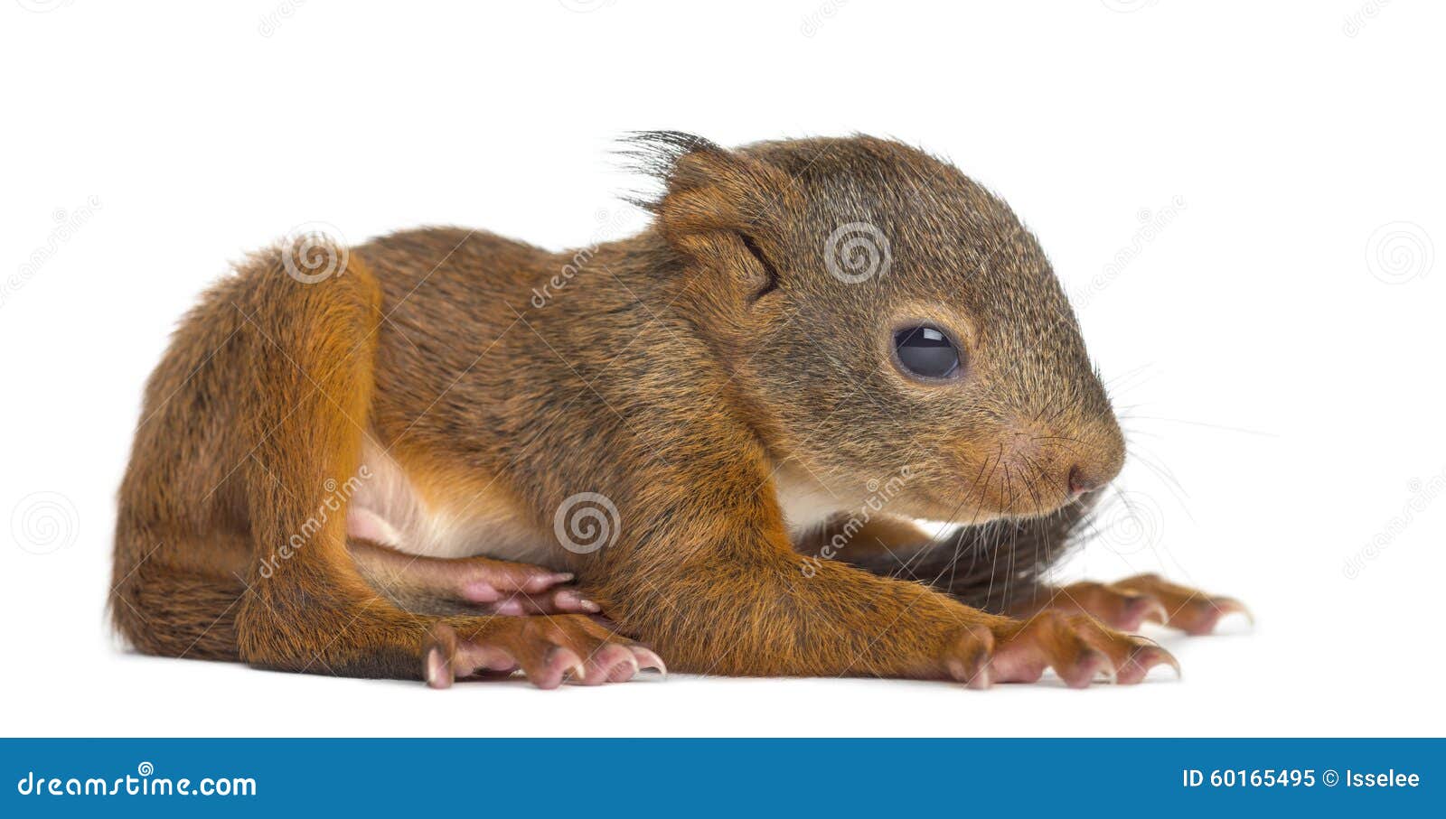 De Rode Eekhoorn Van De Baby Stock Afbeelding - Image of knaagdier ...