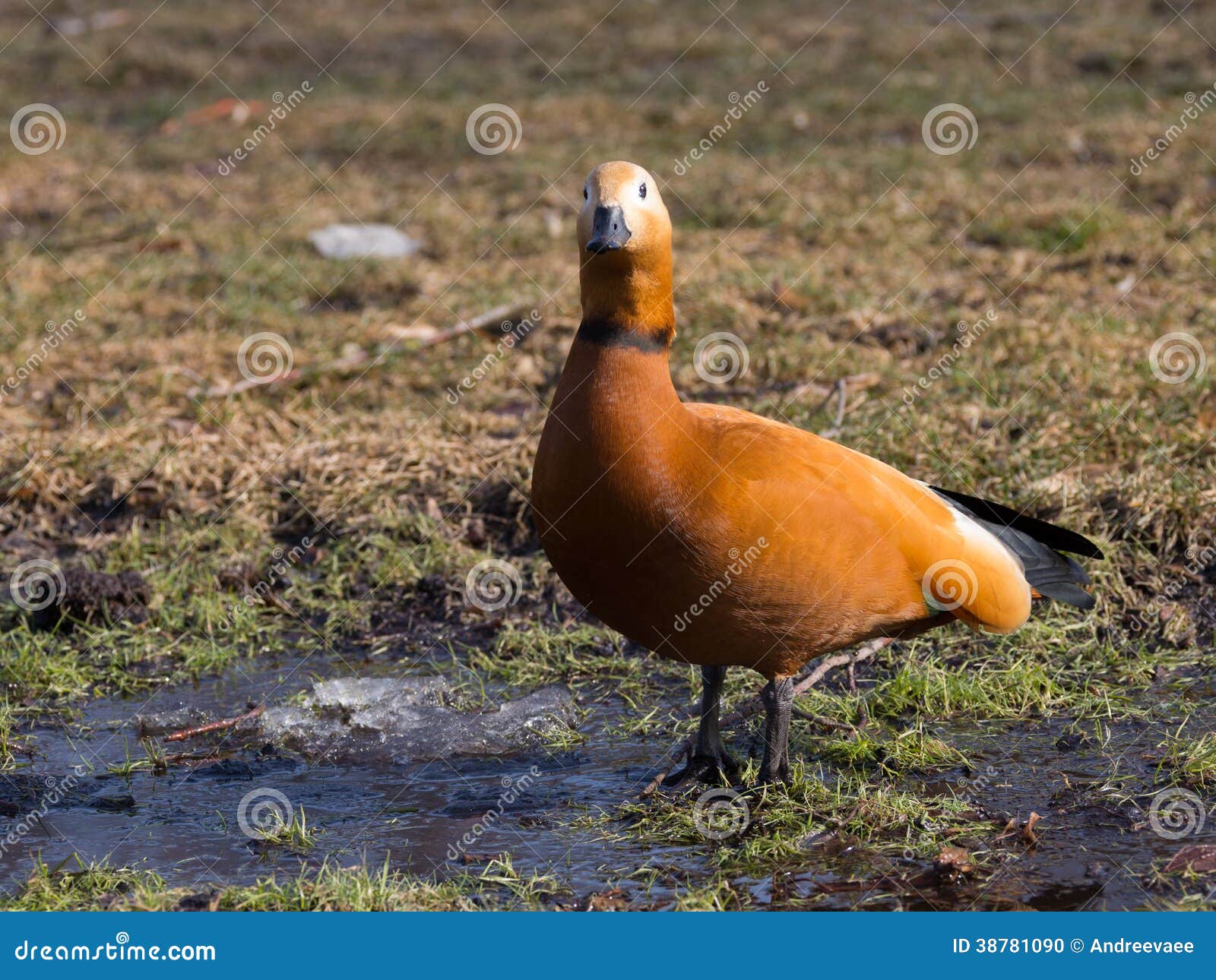 De Rode Eend Met Zwarte Bek Ziet Vooruit Stock Foto - Image of groen ...