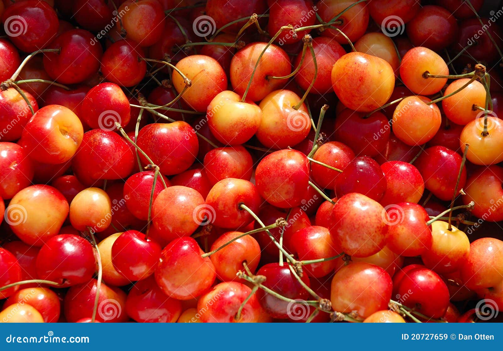 De Rode En Gele Bos Van Kersen Stock Afbeelding - Image of bessen, kers ...