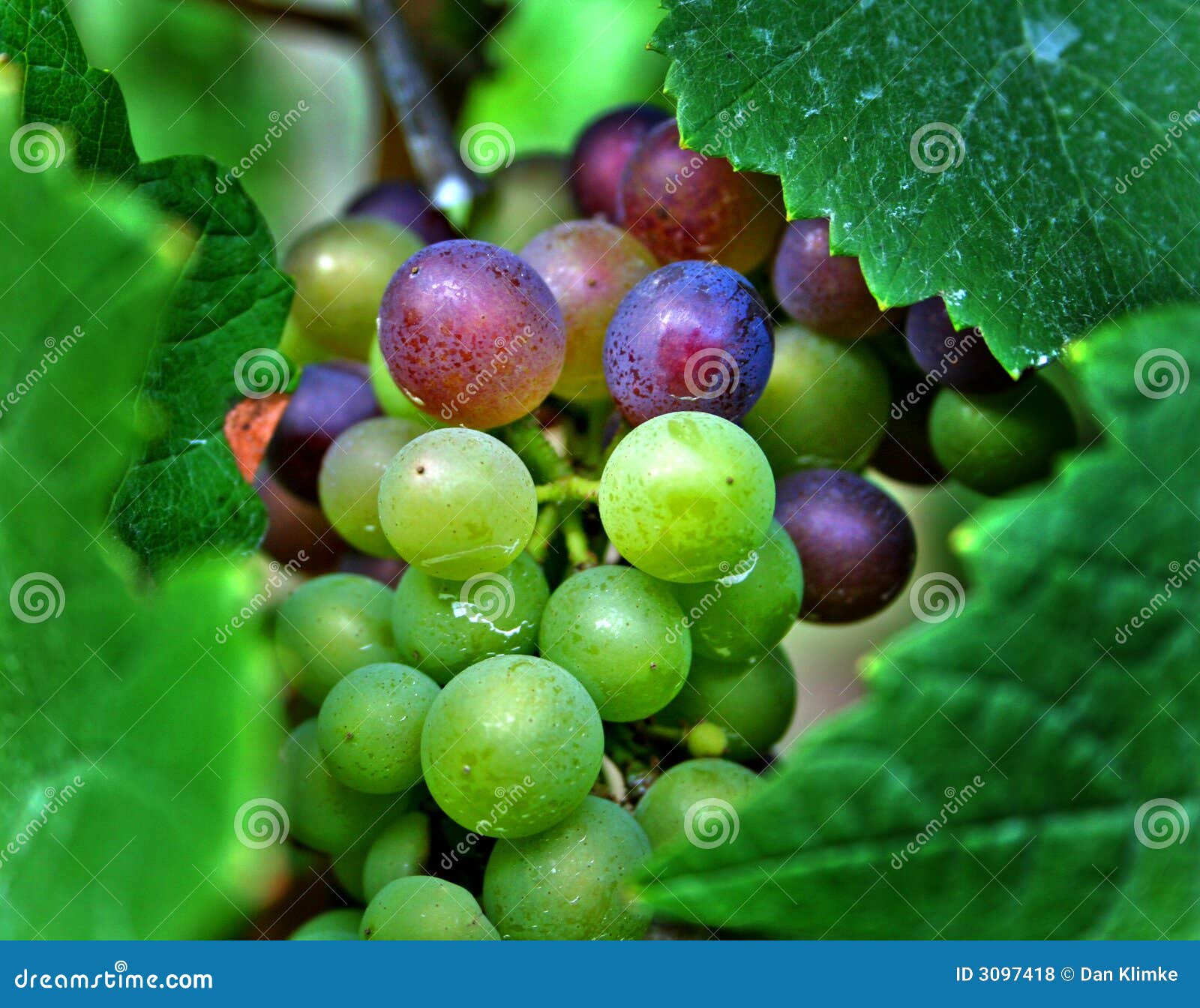 De Rode En Groene Druiven Van De Wijn Stock Foto - Image of chardonnay ...