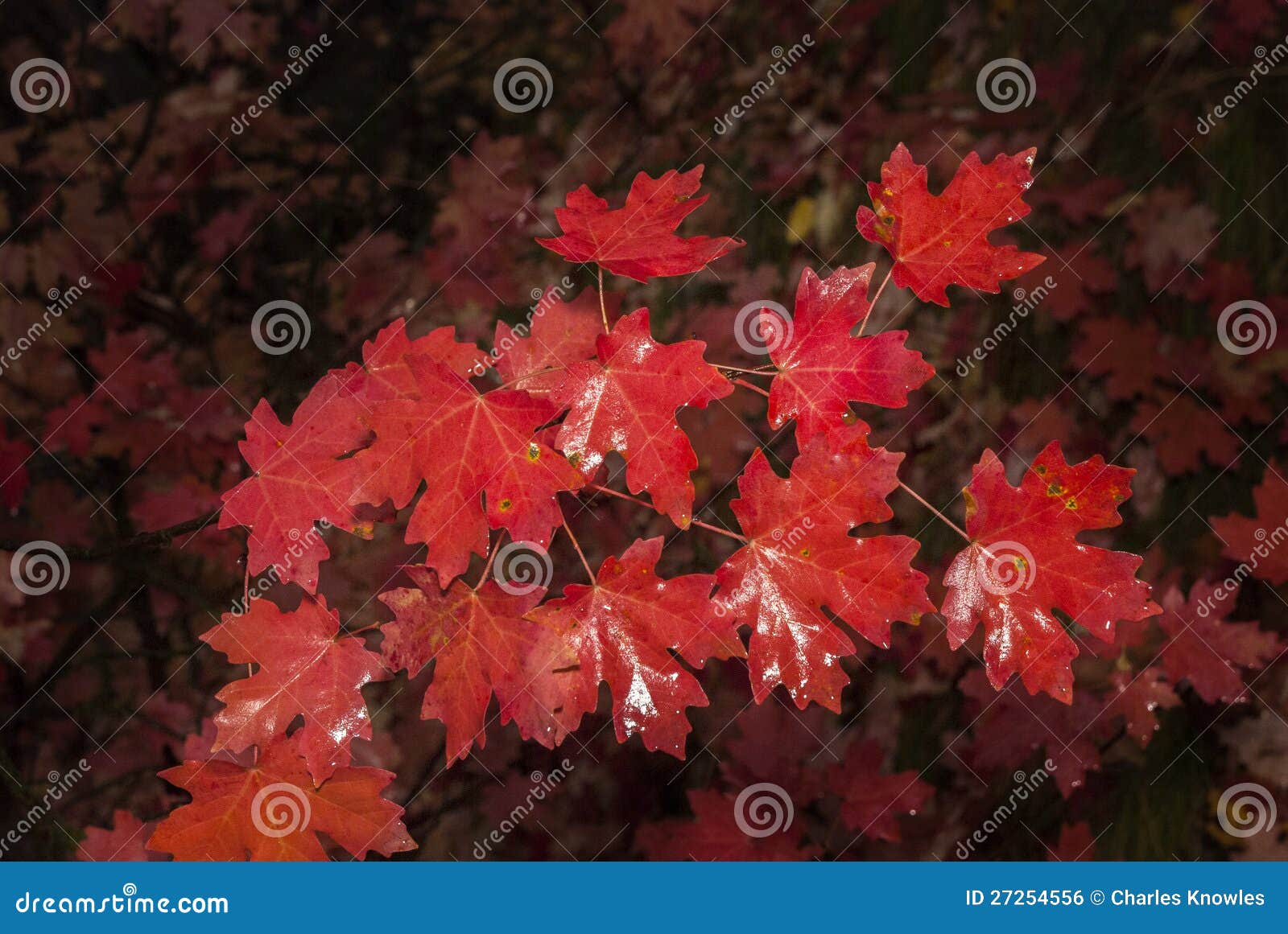 De Rode Esdoorn Gaat in De Herfst Weg Stock Foto - Image of park ...