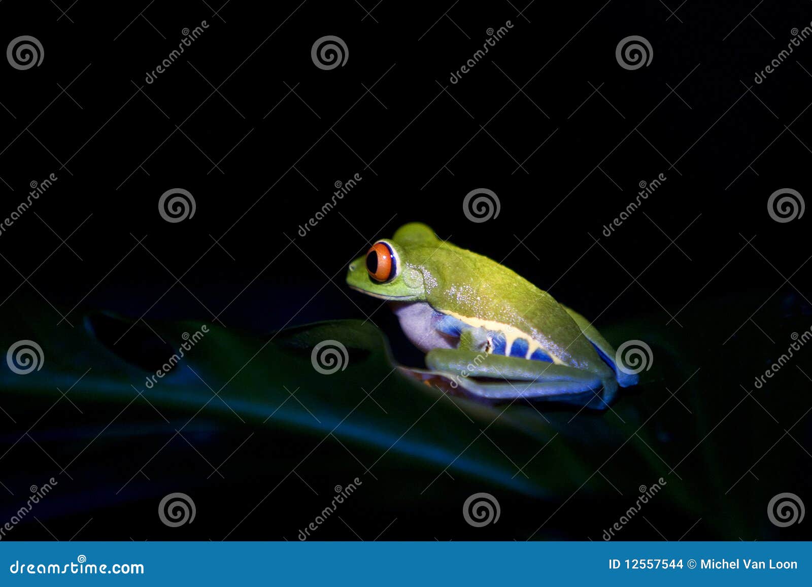 De Rode Eyed Kikker Van De Boom Stock Foto - Image of ogen, dier: 12557544