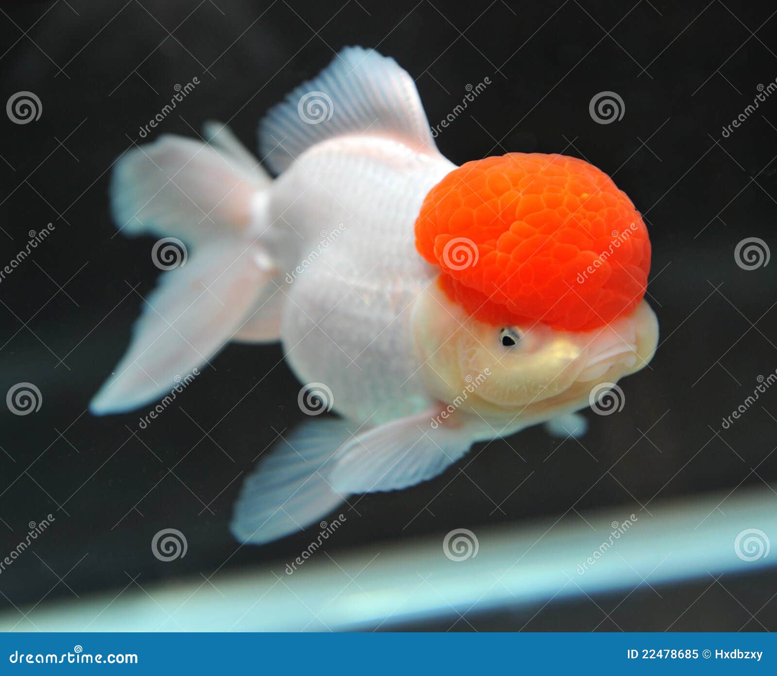 De Rode Goudvis Van GLBoranda Stock Afbeelding - Image of goud, luim ...