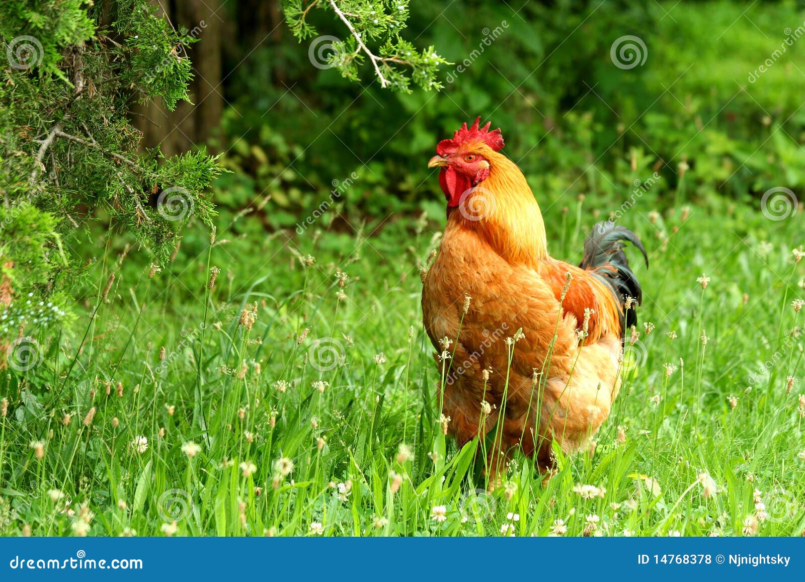 De Rode Haan Van Rhode Island Stock Foto - Image of haan, gevogelte ...