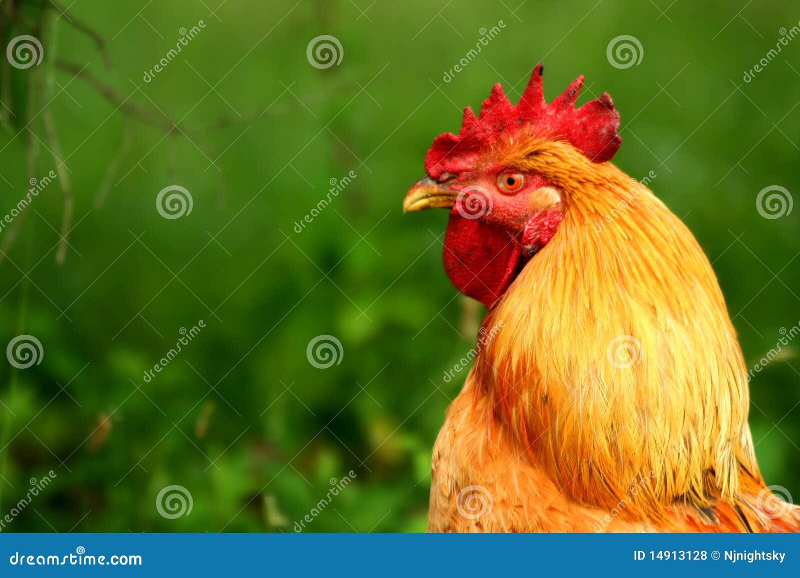 De Rode Haan Van Rhode Island Stock Foto - Image of vogel ...