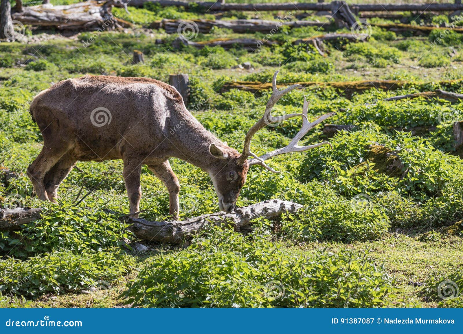 De Rode Herten, Sluiten Omhoog Beeld Van Een Groot Hert Stock ...