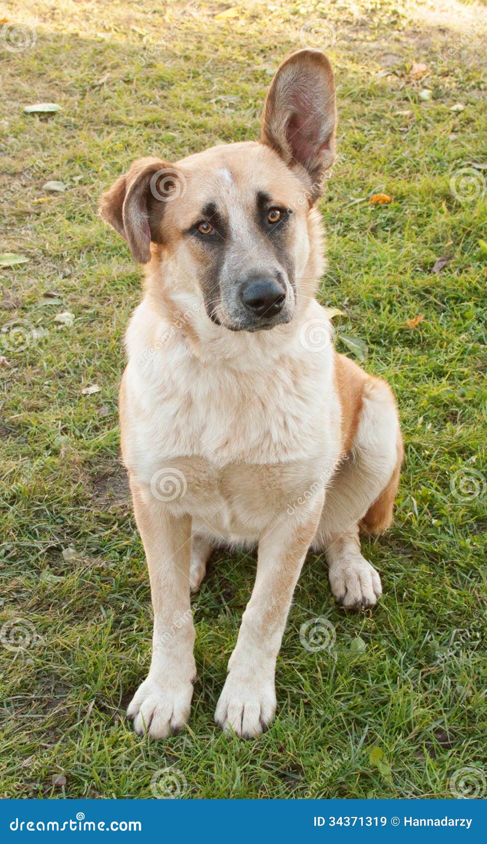 De rode hond luistert stock afbeelding. Image of haar - 34371319
