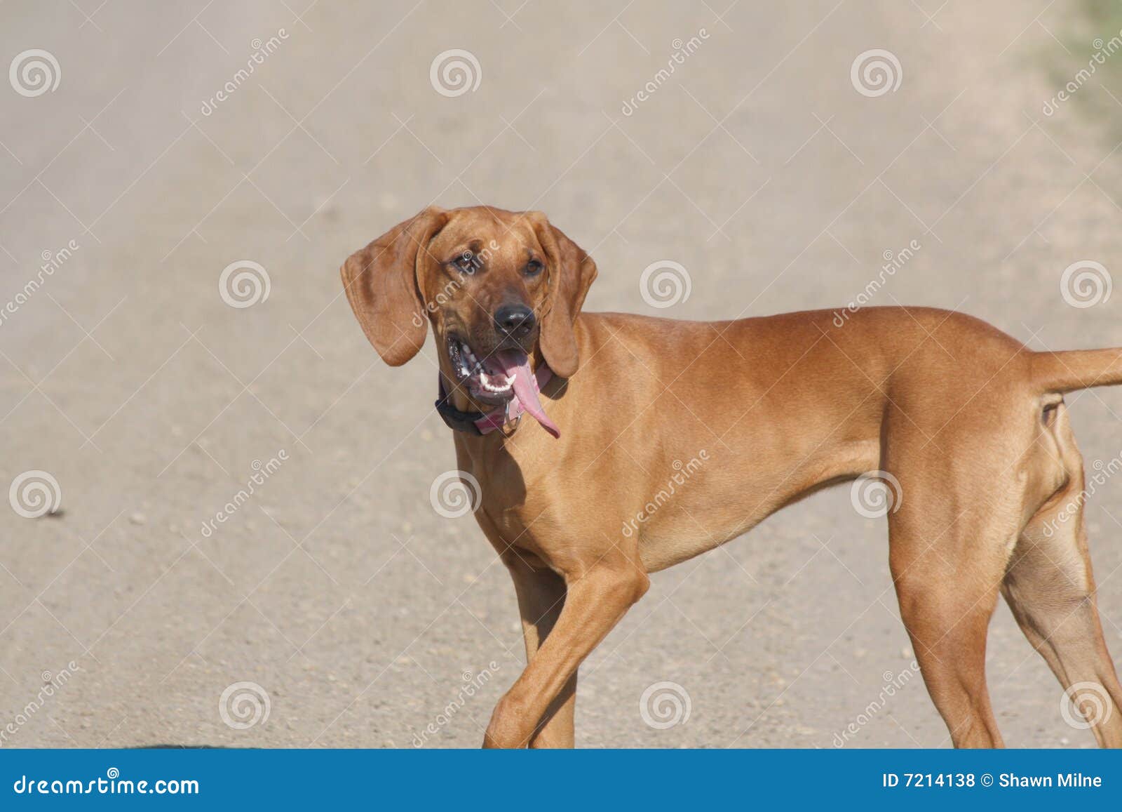 De Rode Hond Van De Beenwasbeer Stock Foto - Image of rood, jacht: 7214138