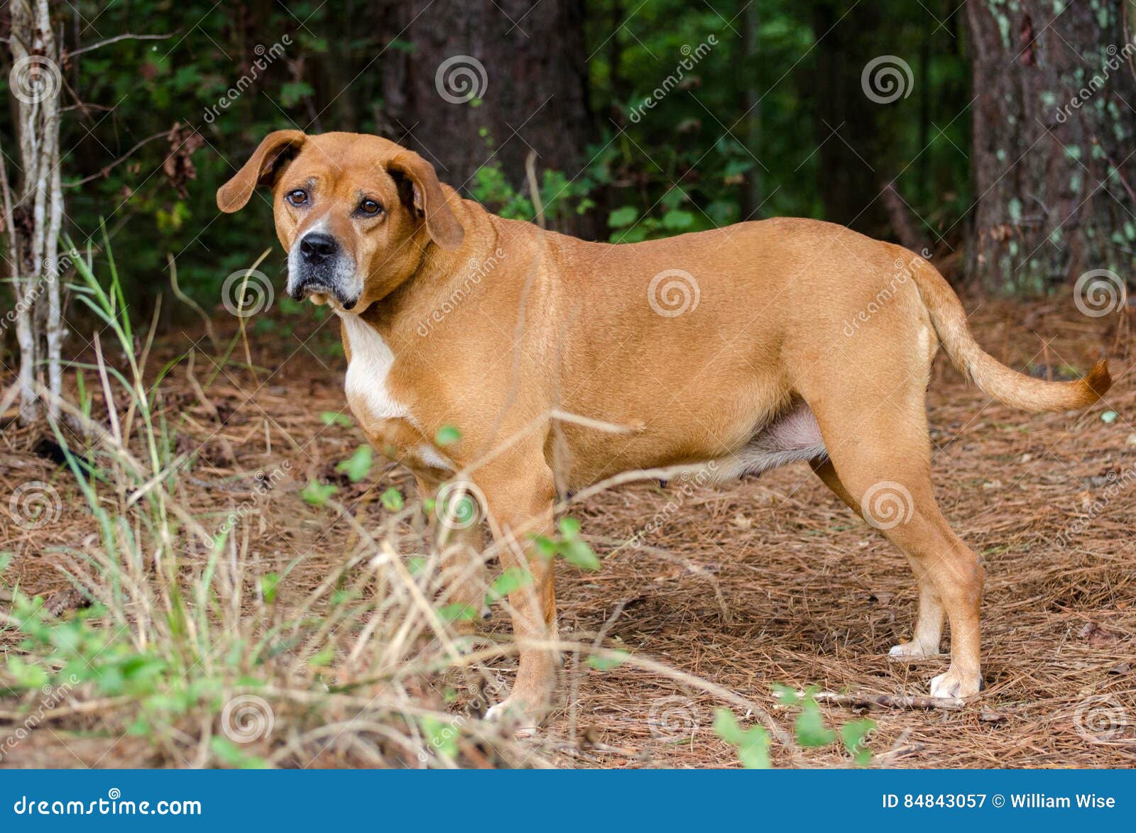 De Rode Hond Van Het De Mengelingsras Van De Hondenmastiff Stock ...