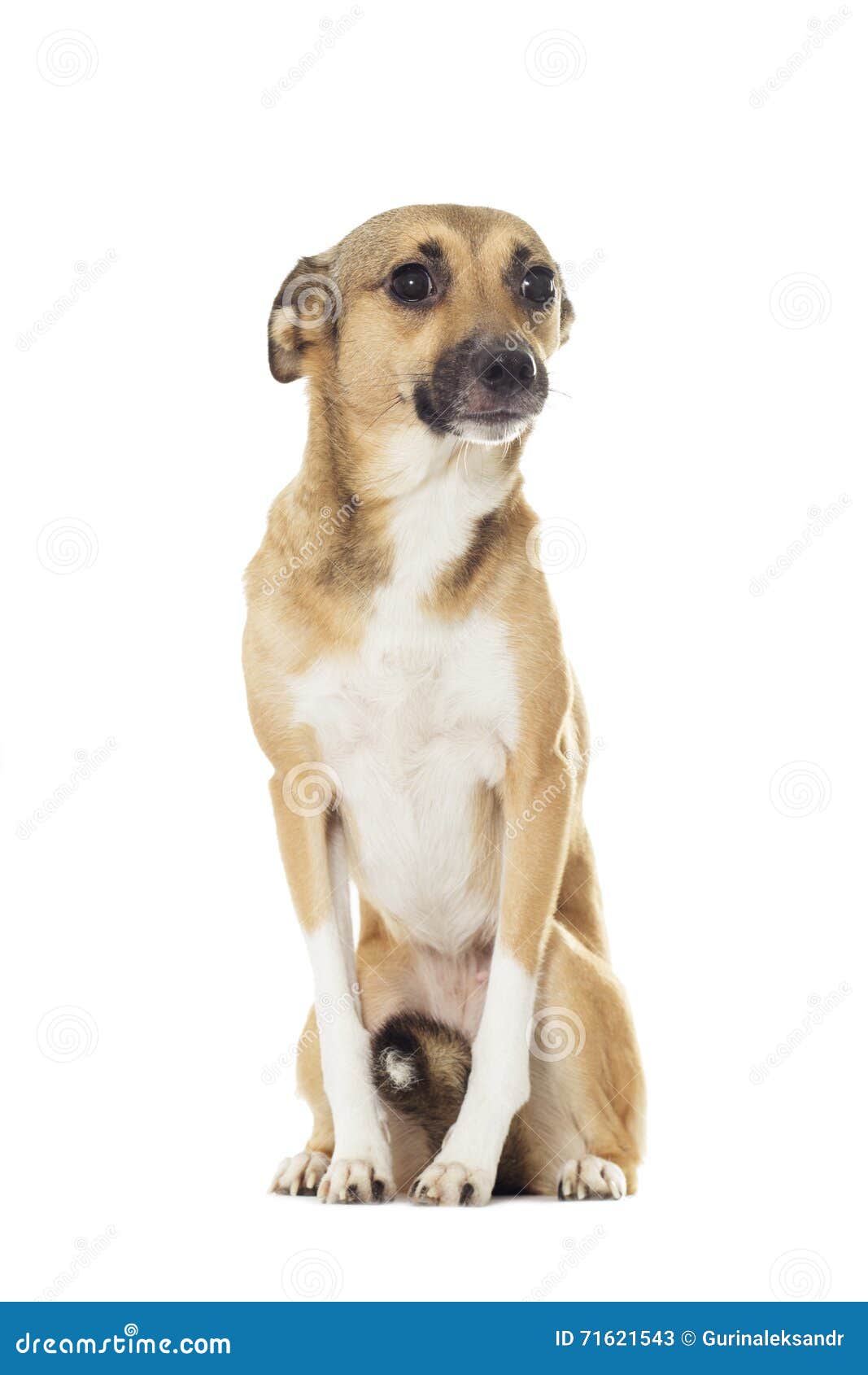 De rode hond ziet eruit stock afbeelding. Image of grappig - 71621543