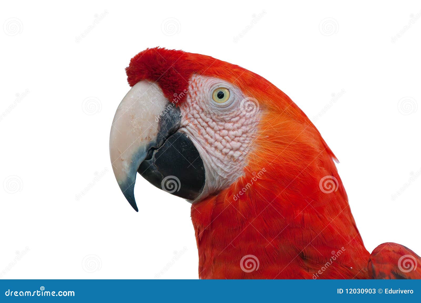 De Rode Hoofdclose-up Van De Ara Stock Afbeelding - Image of kleur ...