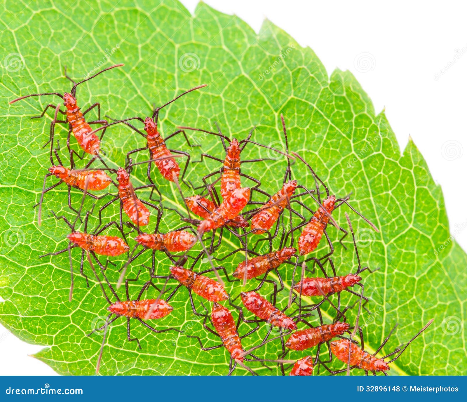 De Rode Insecten Van Het Wielinsect Stock Foto - Image of antenne ...