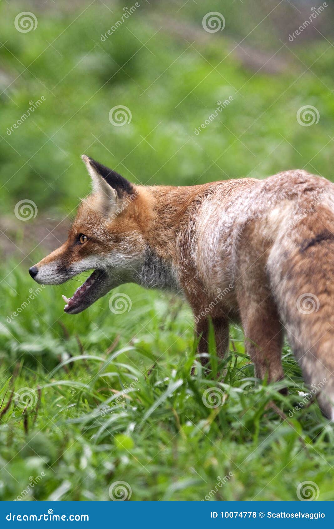 De Rode Jacht Van De Vos (Vulpes Vulpes) Stock Foto - Image of open ...