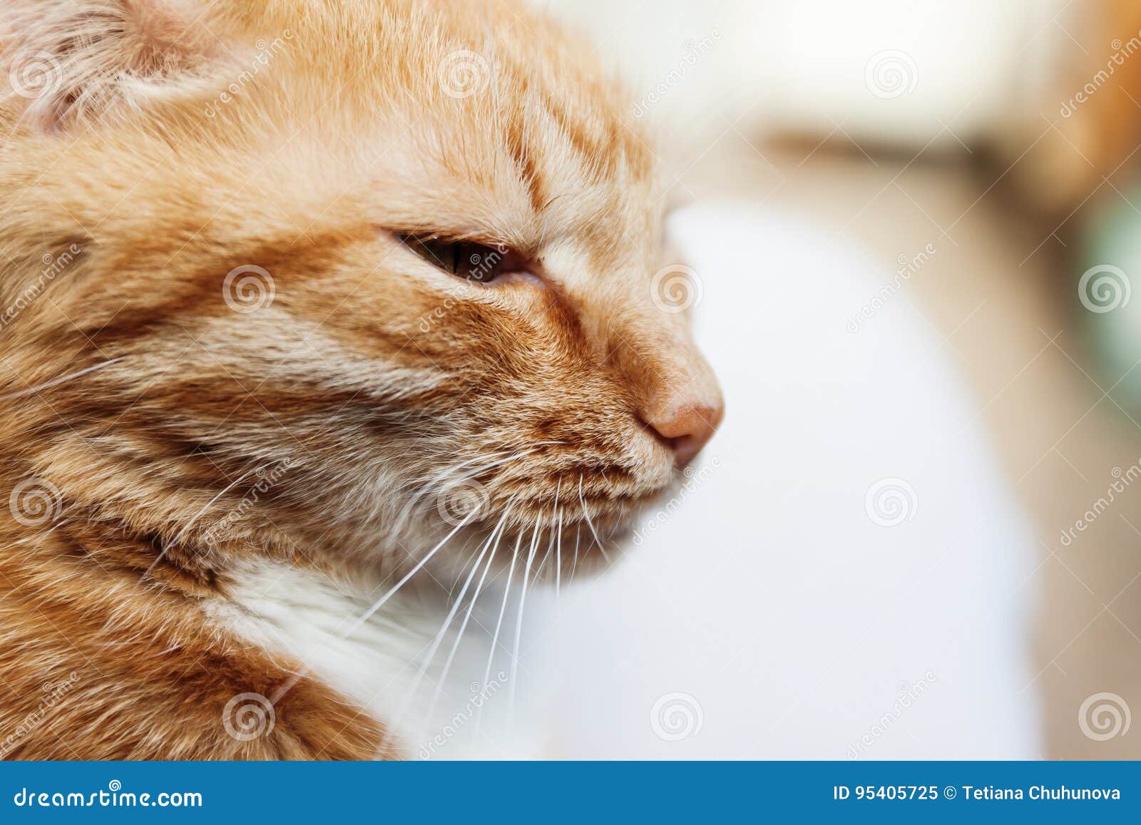 De Rode Kat, Close-upportret Van Het Hoofd, Loenste in De Zon En Stock ...