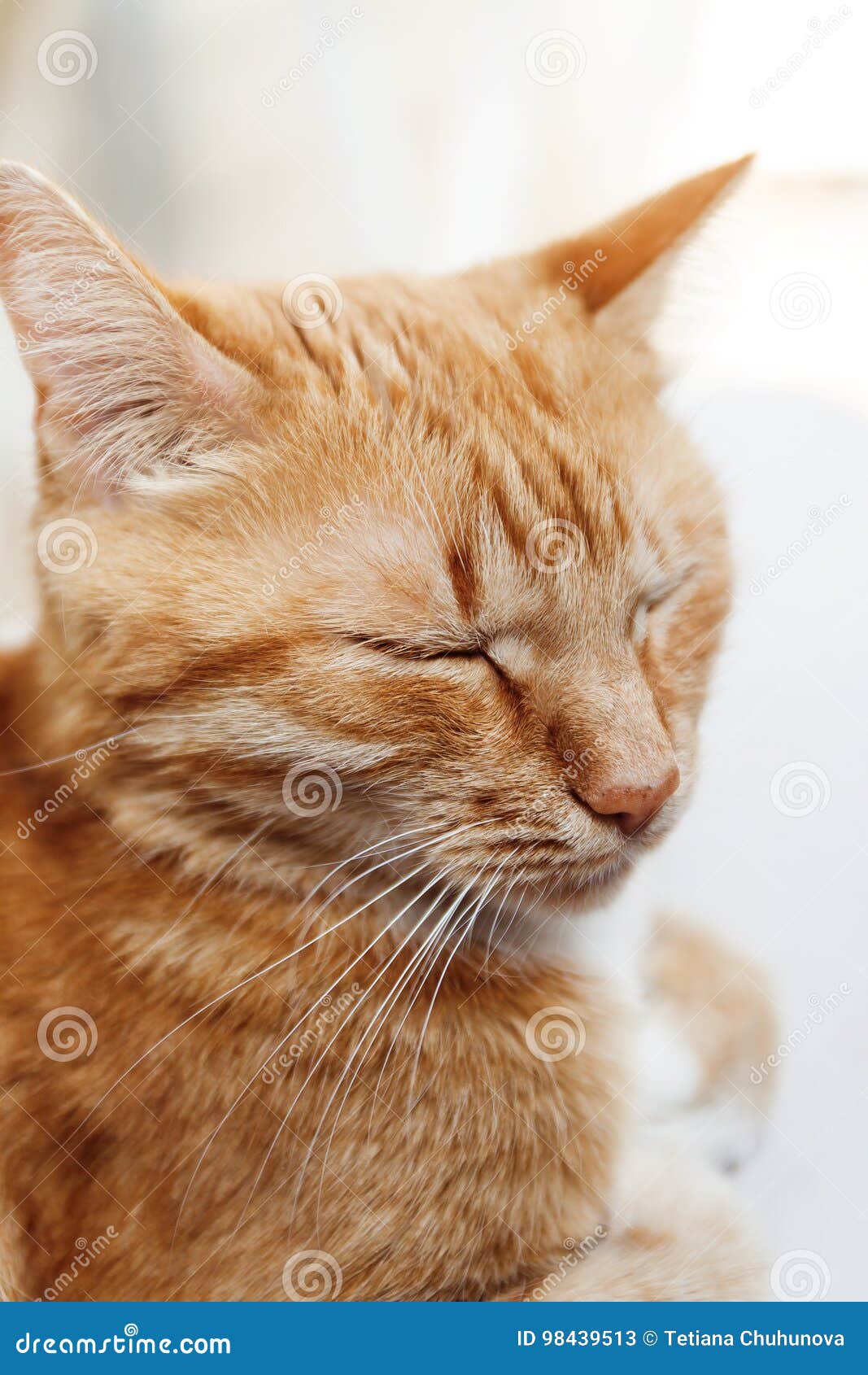 De Rode Kat, Close-upportret Van Het Hoofd, Loenste in De Zon En Stock ...