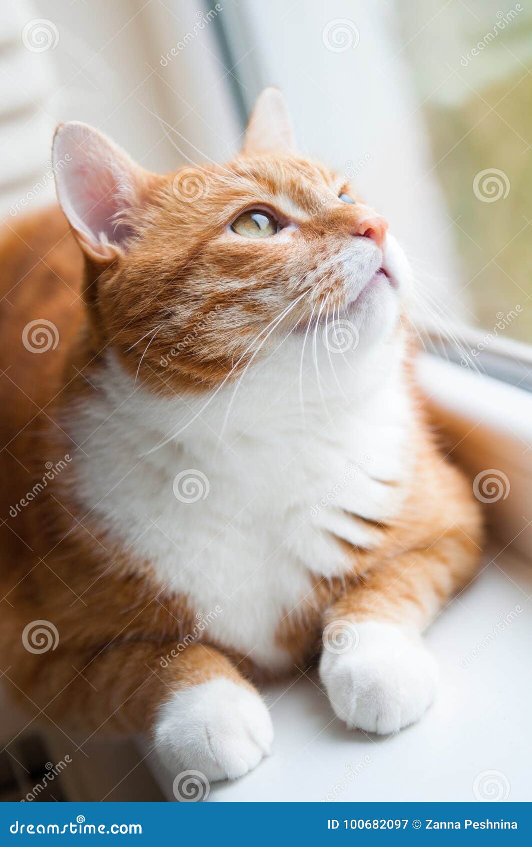 De Rode Kat Kijkt Uit Het Venster Stock Afbeelding - Image of bont ...