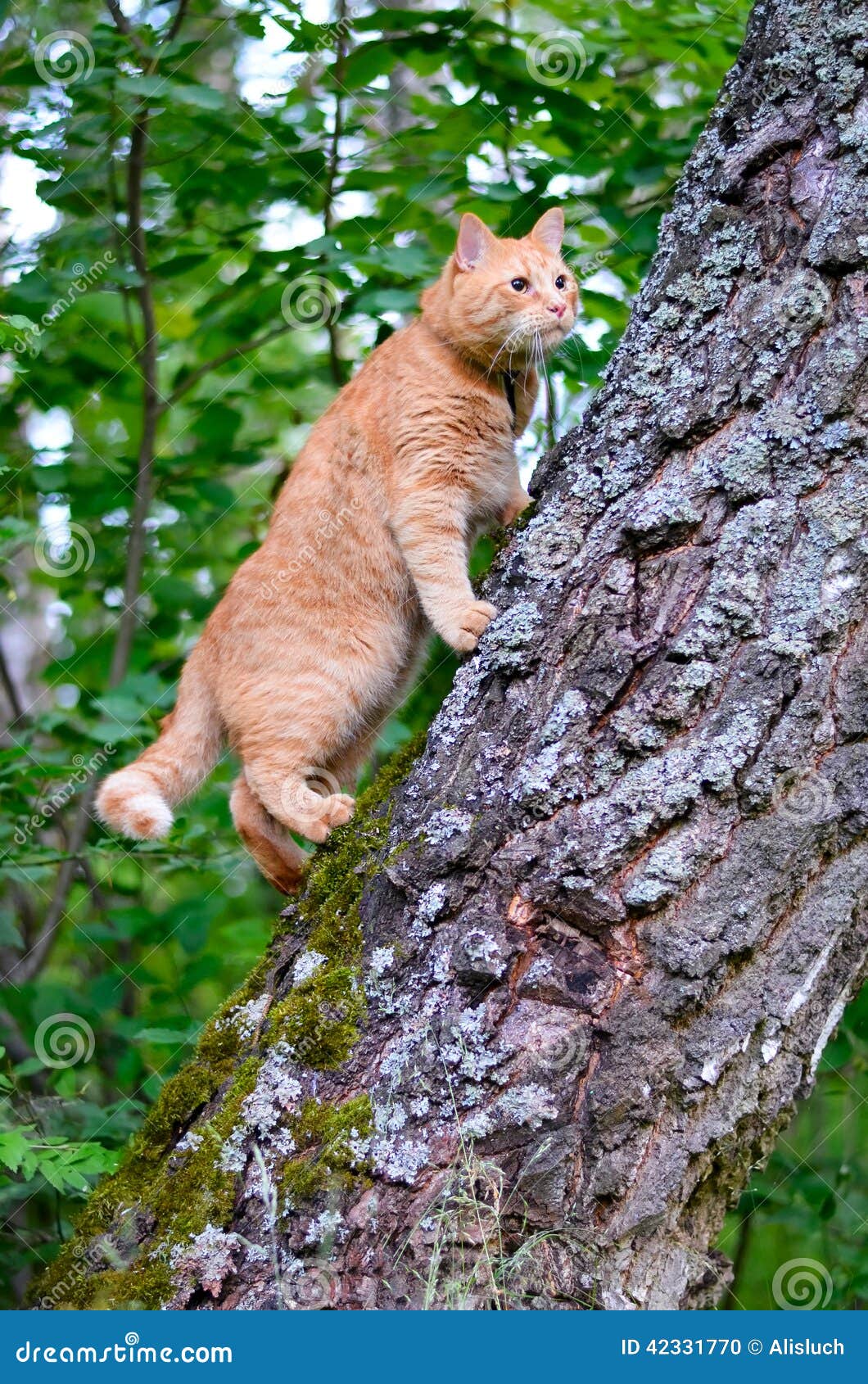 De Rode Kat is Op De Boomstam Van Een Boom Stock Foto - Image of zonlicht, jacht: 42331770