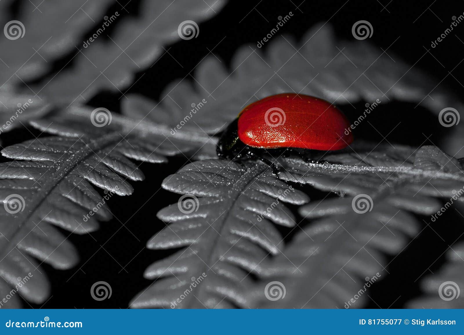 De Rode Kever Van Het Populierblad, Chrysomela-populi Stock Afbeelding ...