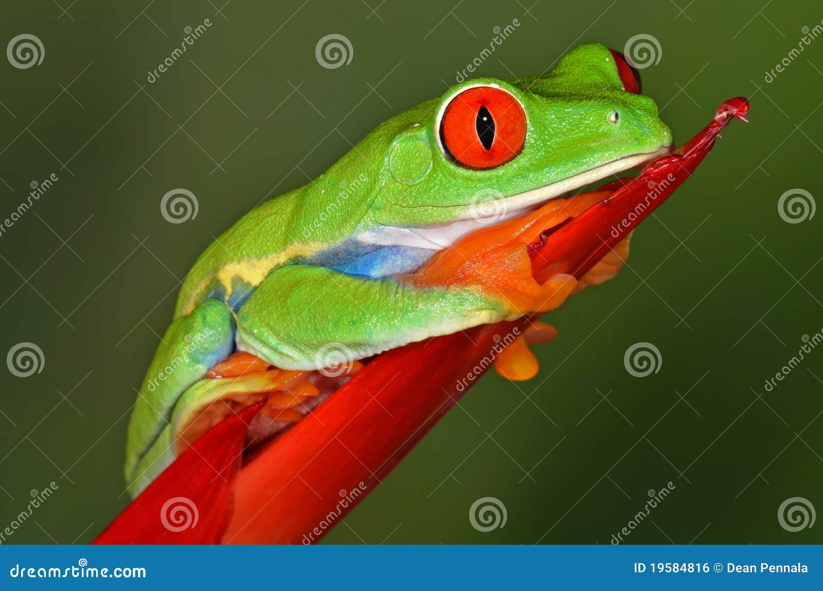 De Rode Kikker Van De Boom Van Het Oog Stock Foto - Image of mooi, boom ...