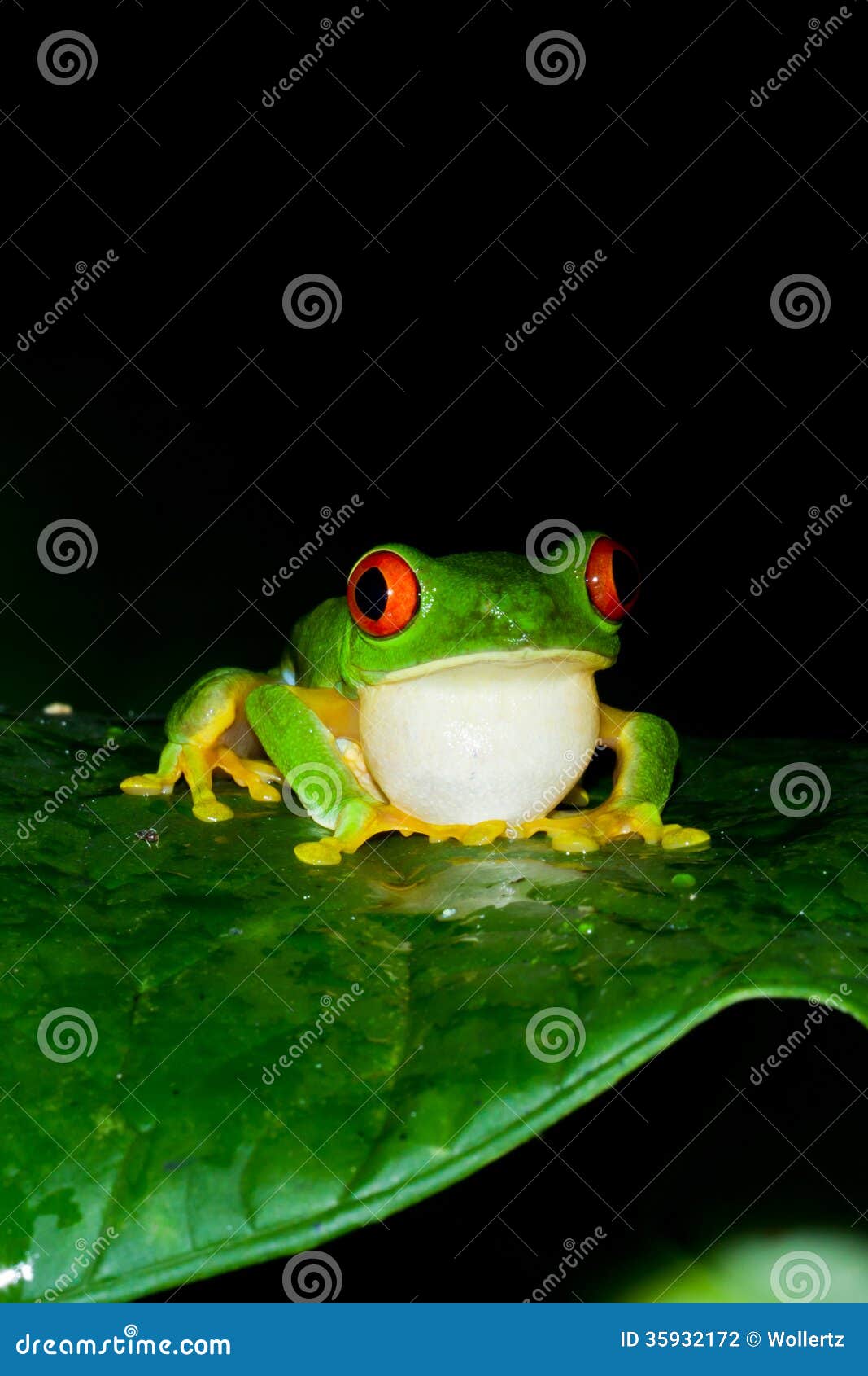 De Rode Kikker Van De Ogenboom Stock Foto - Image of dier, beliseren ...