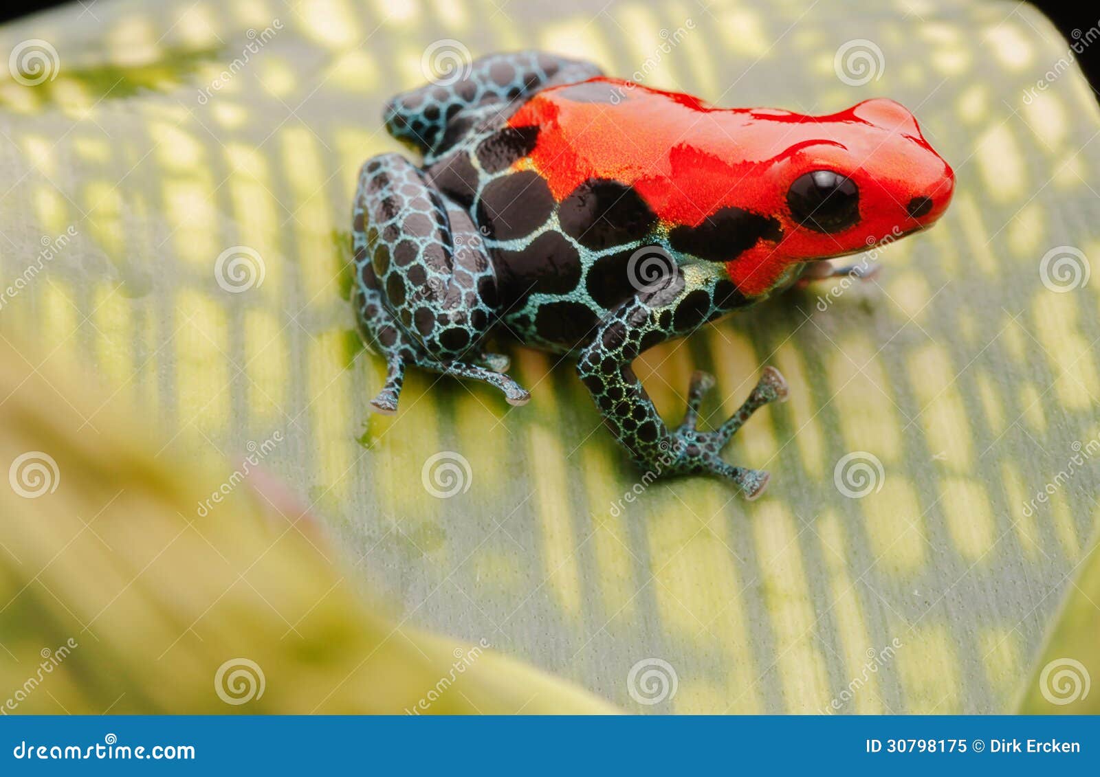 De Rode Kikker Van De Vergiftpijl Stock Afbeelding - Image of amazonië ...